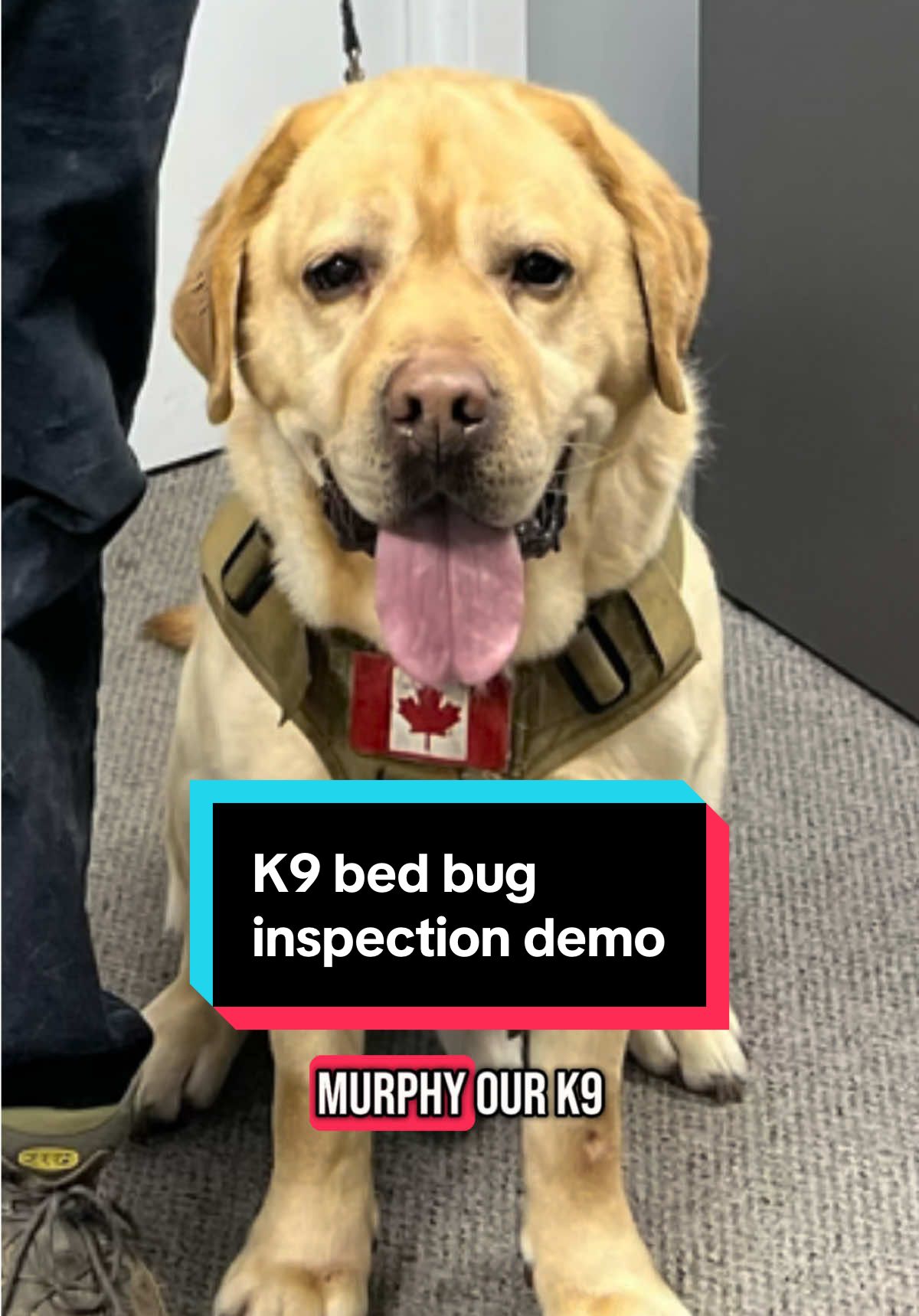 Meet Murphy! Our K9 bed bug expert who | Pestend Pest Control (@pestend)