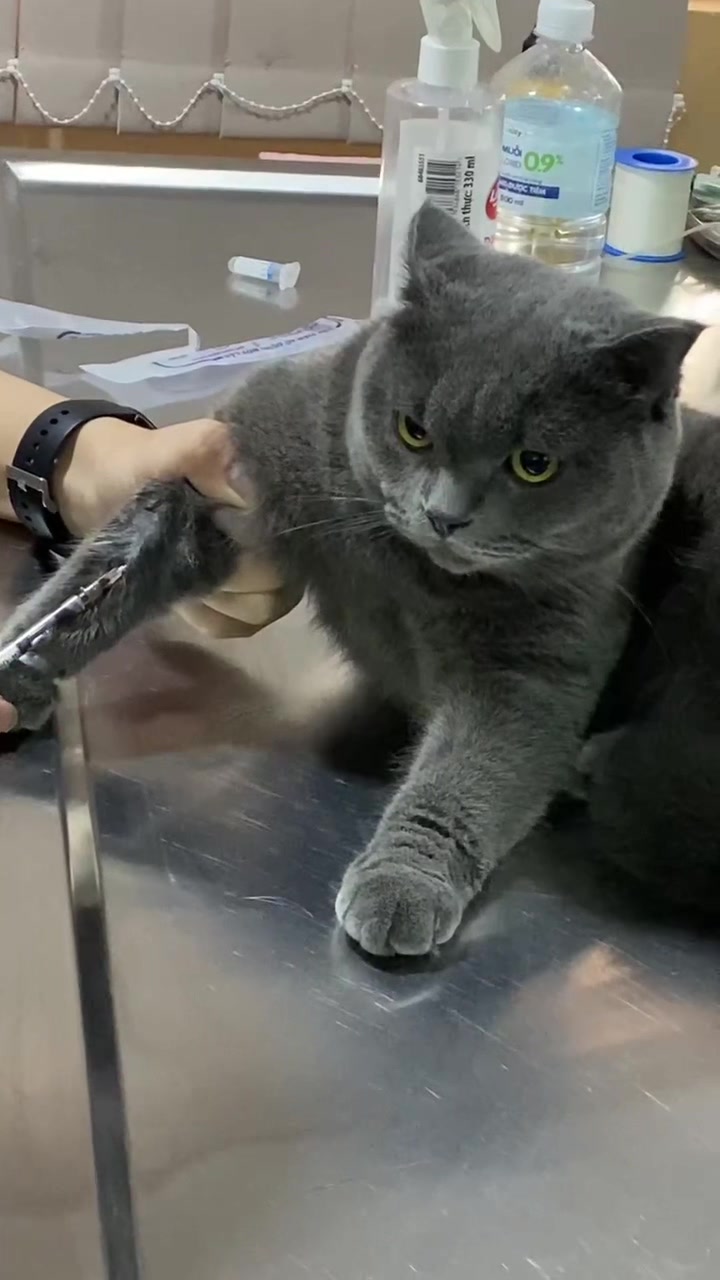 do Annabgo backup! tạo với bản nhạc | Annabgo backup! ♥️ ...