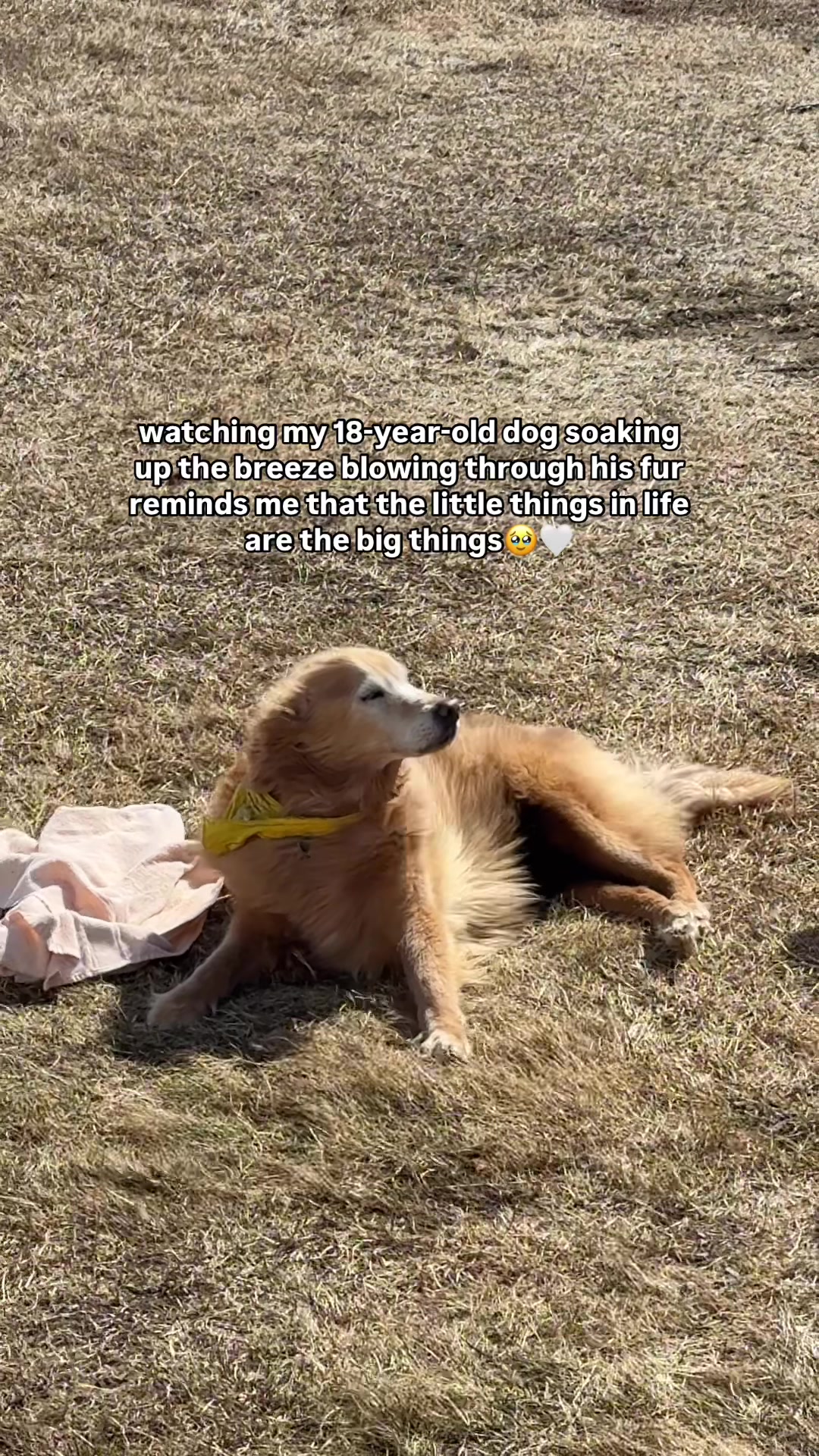 pet appreciation post!!! 🐶 there’s | tasharyland (@tasharyland)