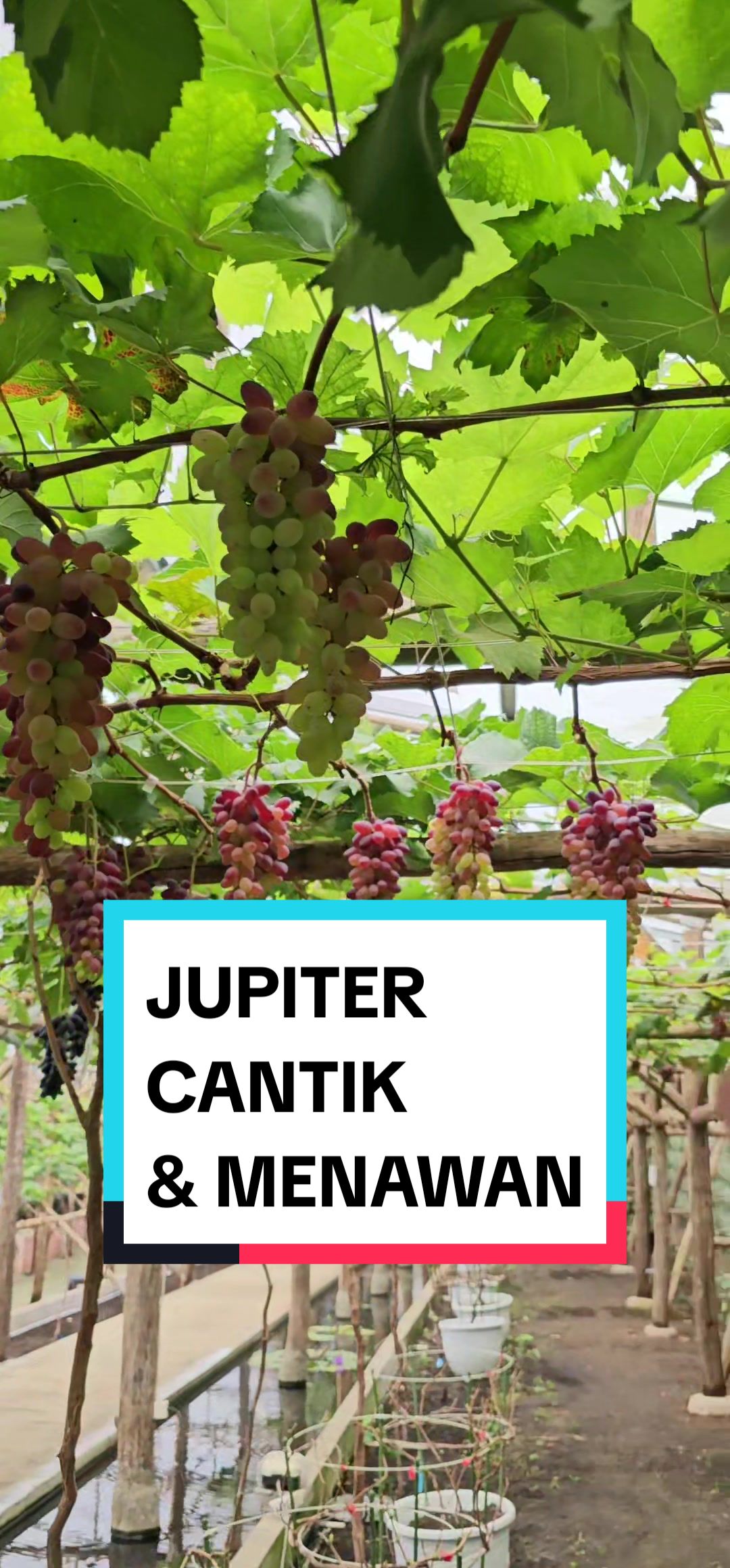 Varian yang wajib dipunya sebelum kamu | Surabi haneut official ...