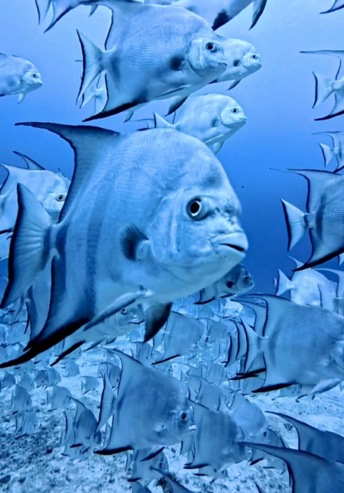 Spadefish, also called batfish in some | Aquanauta (@aquanauta_diver)