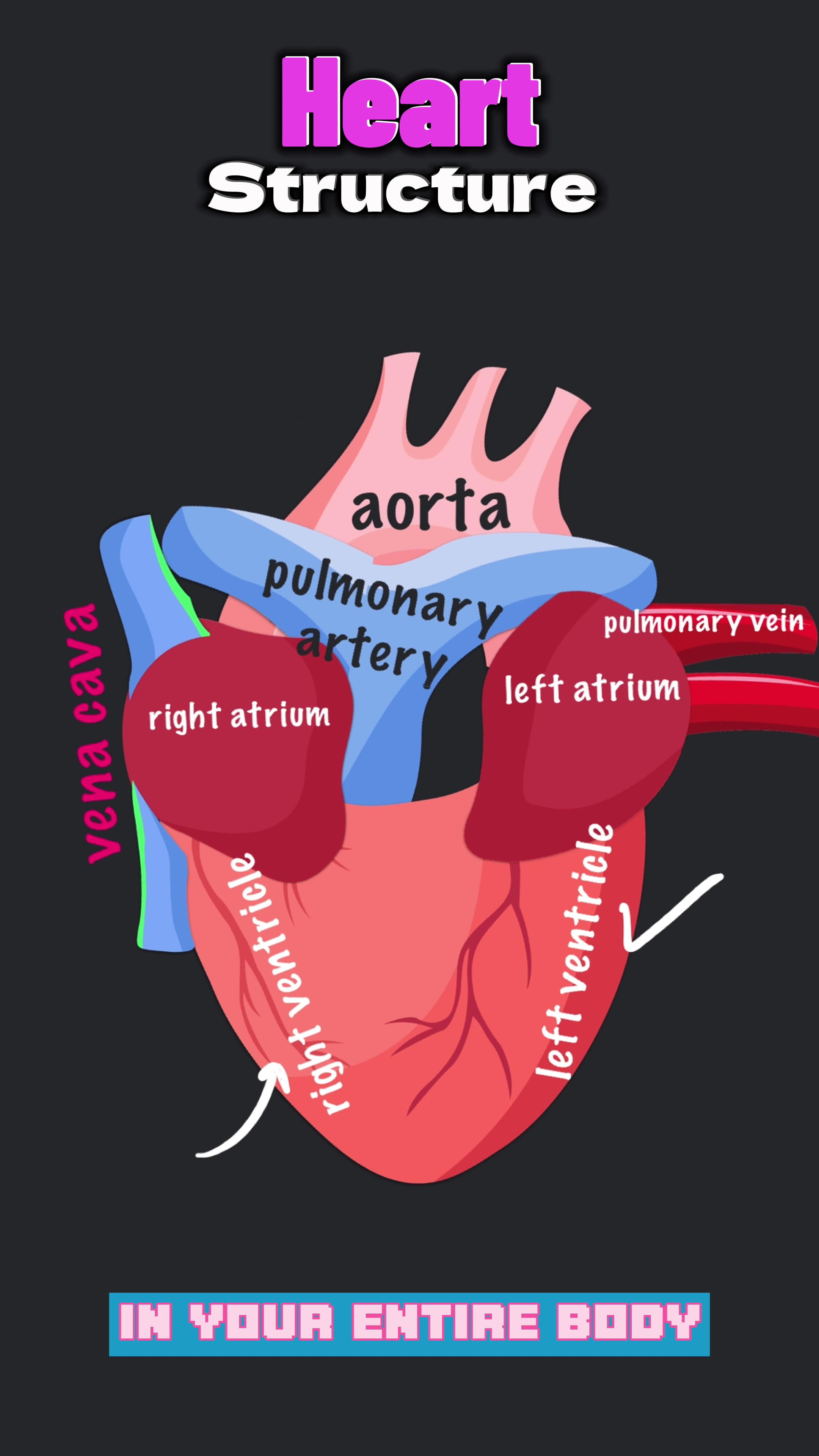 Learn how to label the heart 🫀 in less | Hosni (@chembio_hosni)