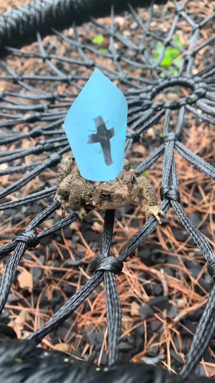 frog tik tok. frog tik tok. frog tik | Grace 🐌 (@fr0ggies123)