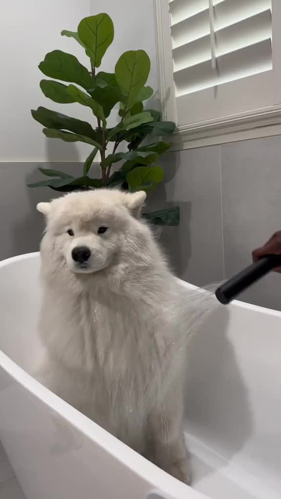 Can you guess how long it actually took | Charishma + Boomer (@boomer ...