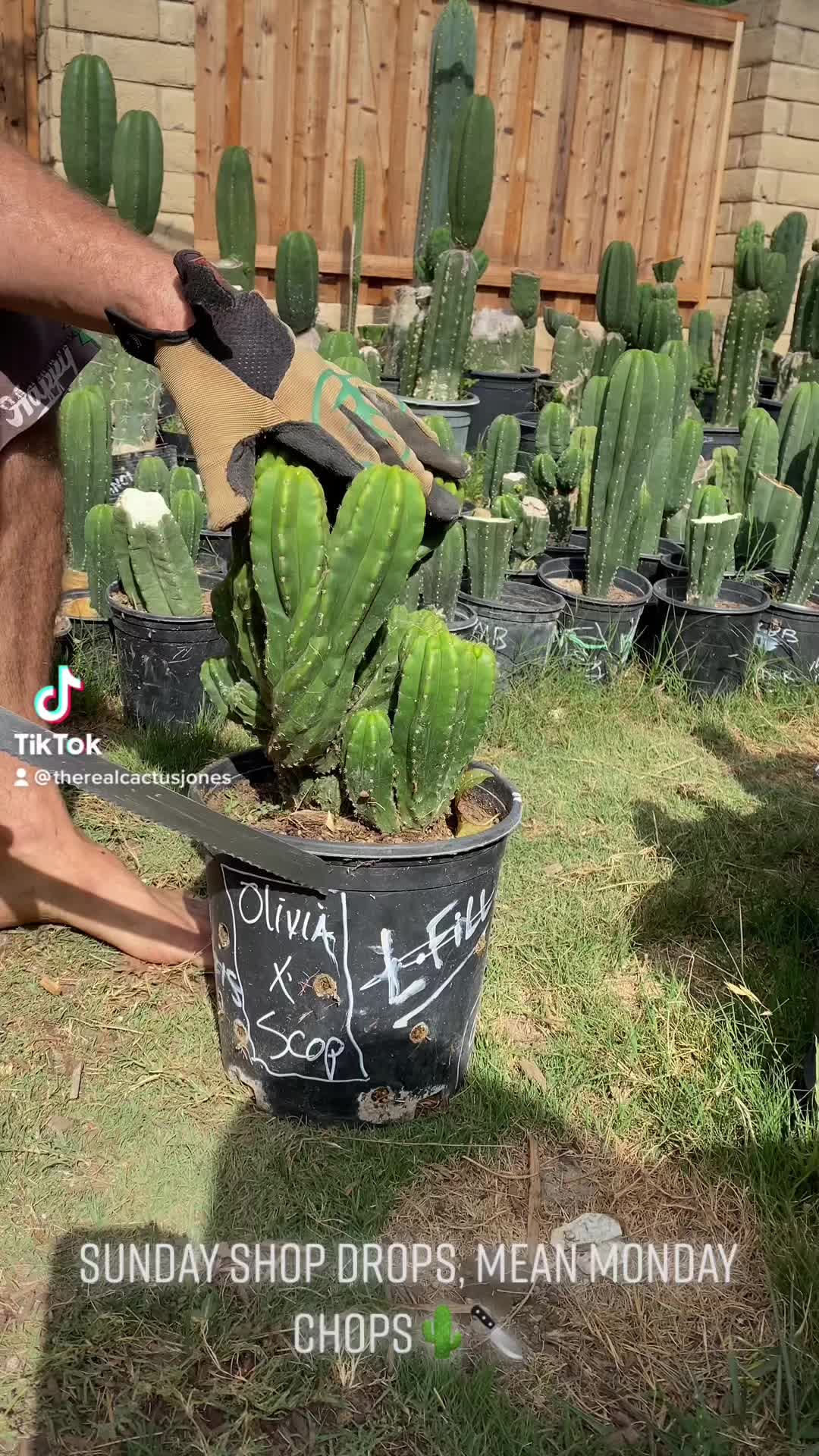 The Cactus Jones (@therealcactusjones) - Urlebird