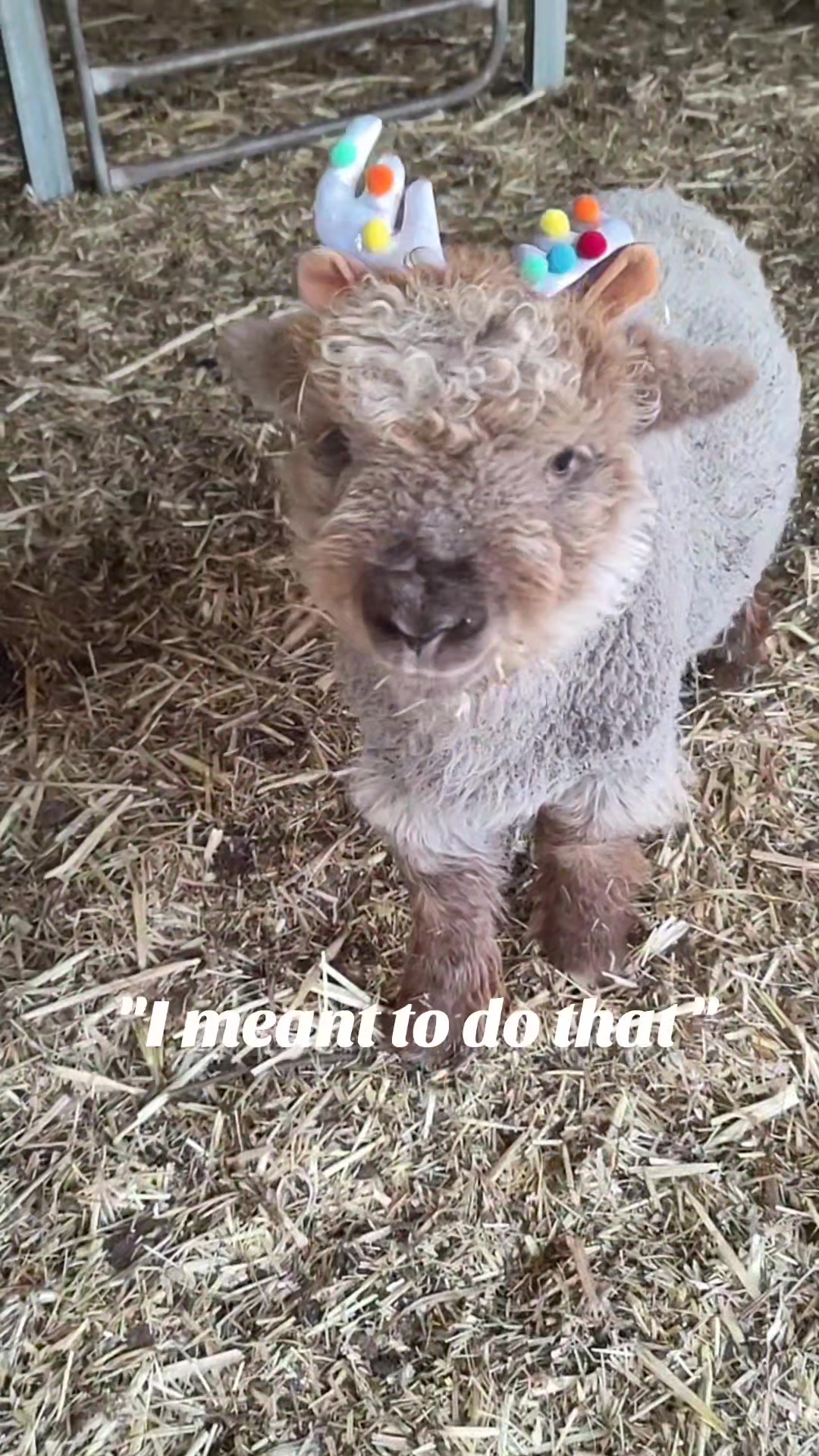 🦄 @babydollsheepaustralia - Tanjar Babydoll Southdownsheep - TikTok