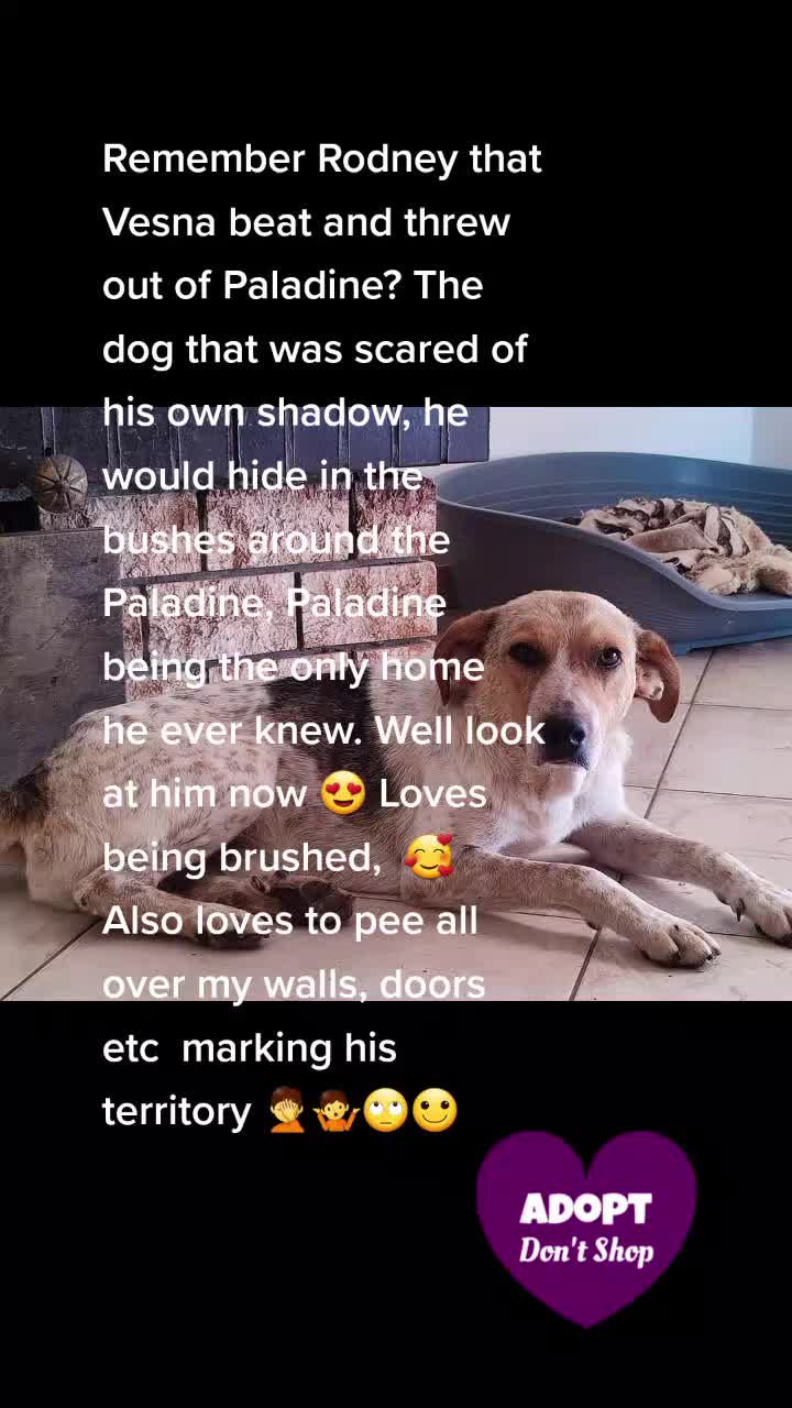 Meet the beautiful boy Rodney, he was | Love hope rescue Montenegro ...