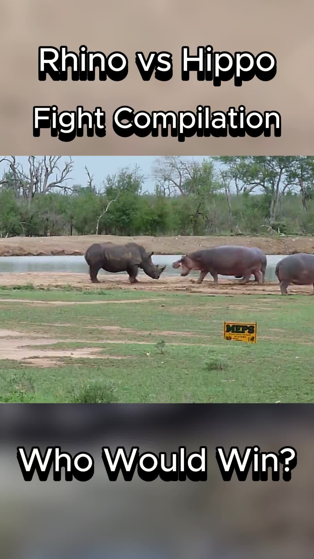 Rhino vs Hippo Fight Compilation | Who | AnimalComparisons (@animal ...