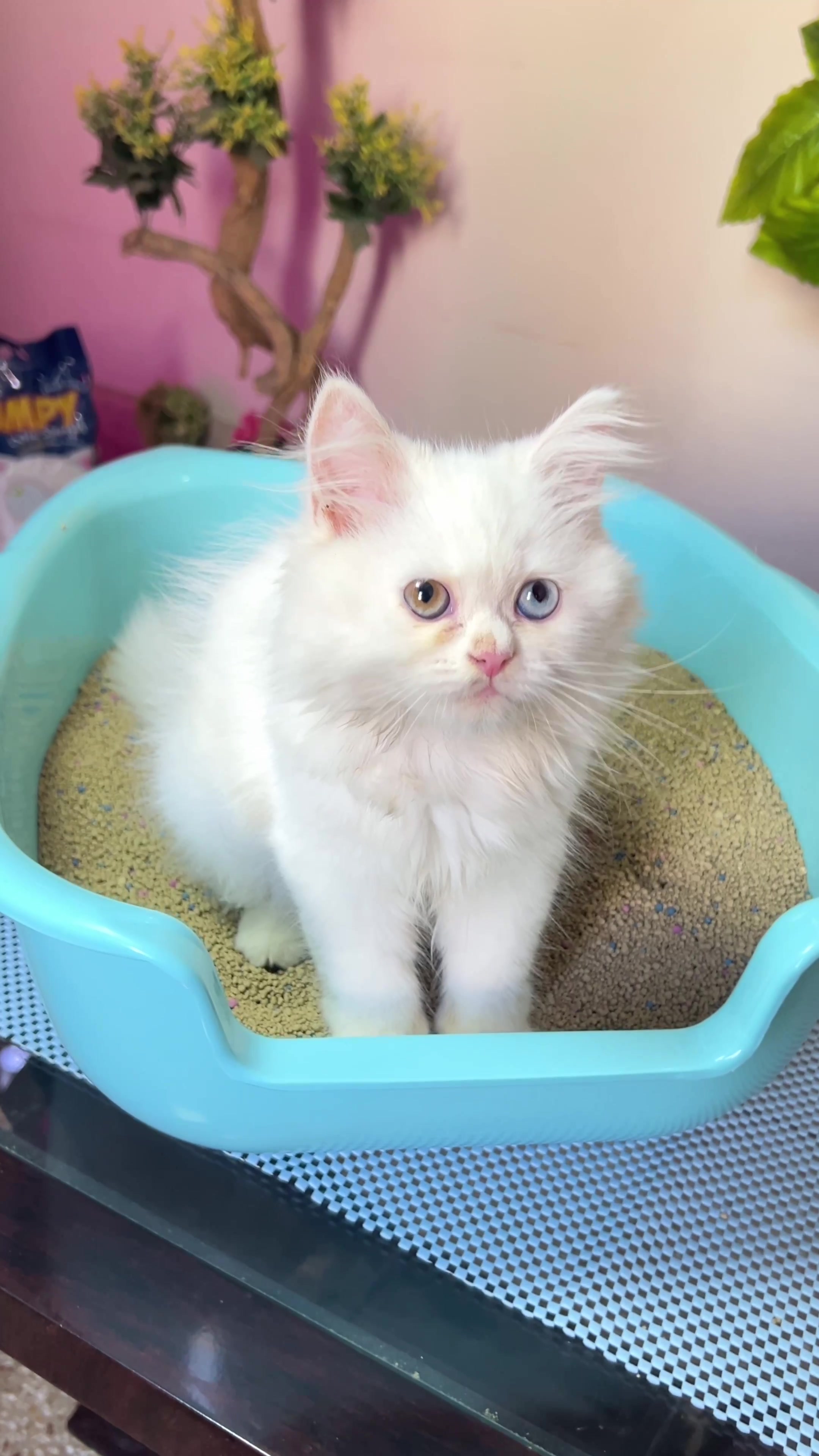 🦄 @chubby_meows - Chubby Meows - TikTok