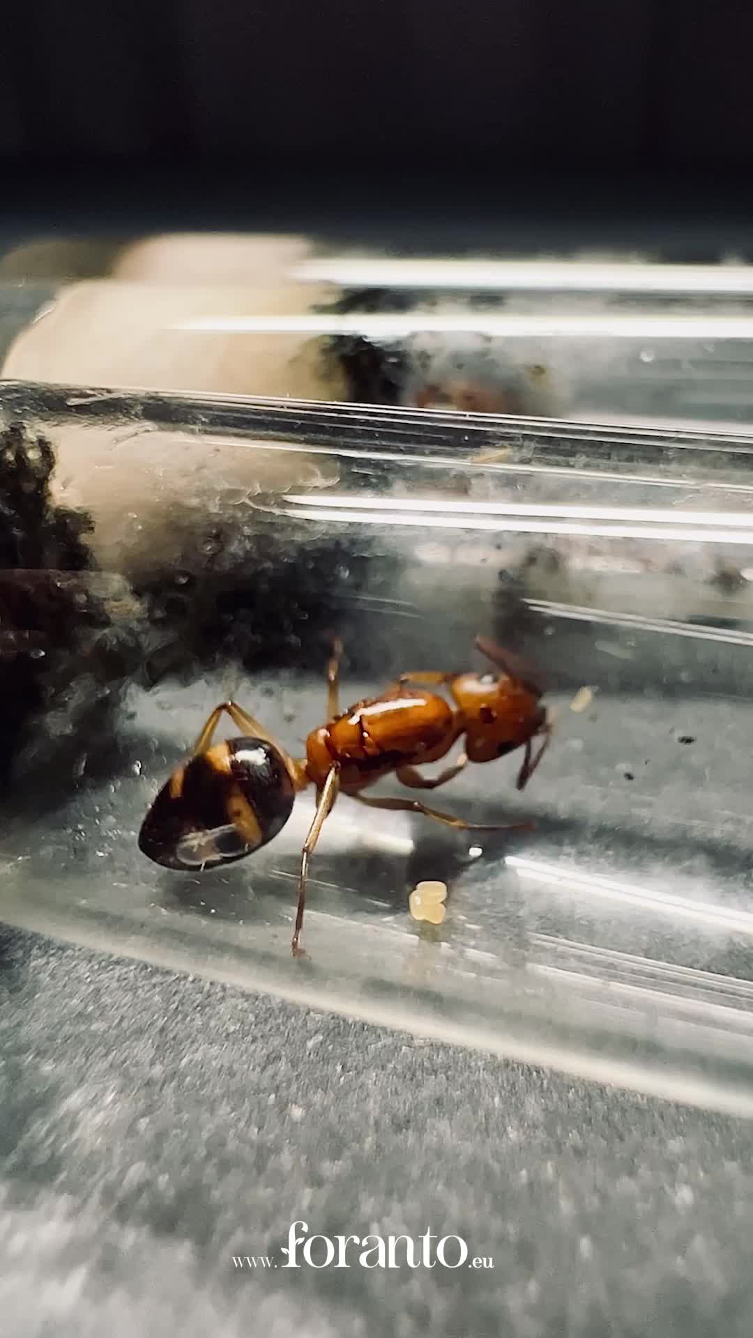 Camponotus Maculatus Subundus is rare | Foranto_woodennests (@foranto ...