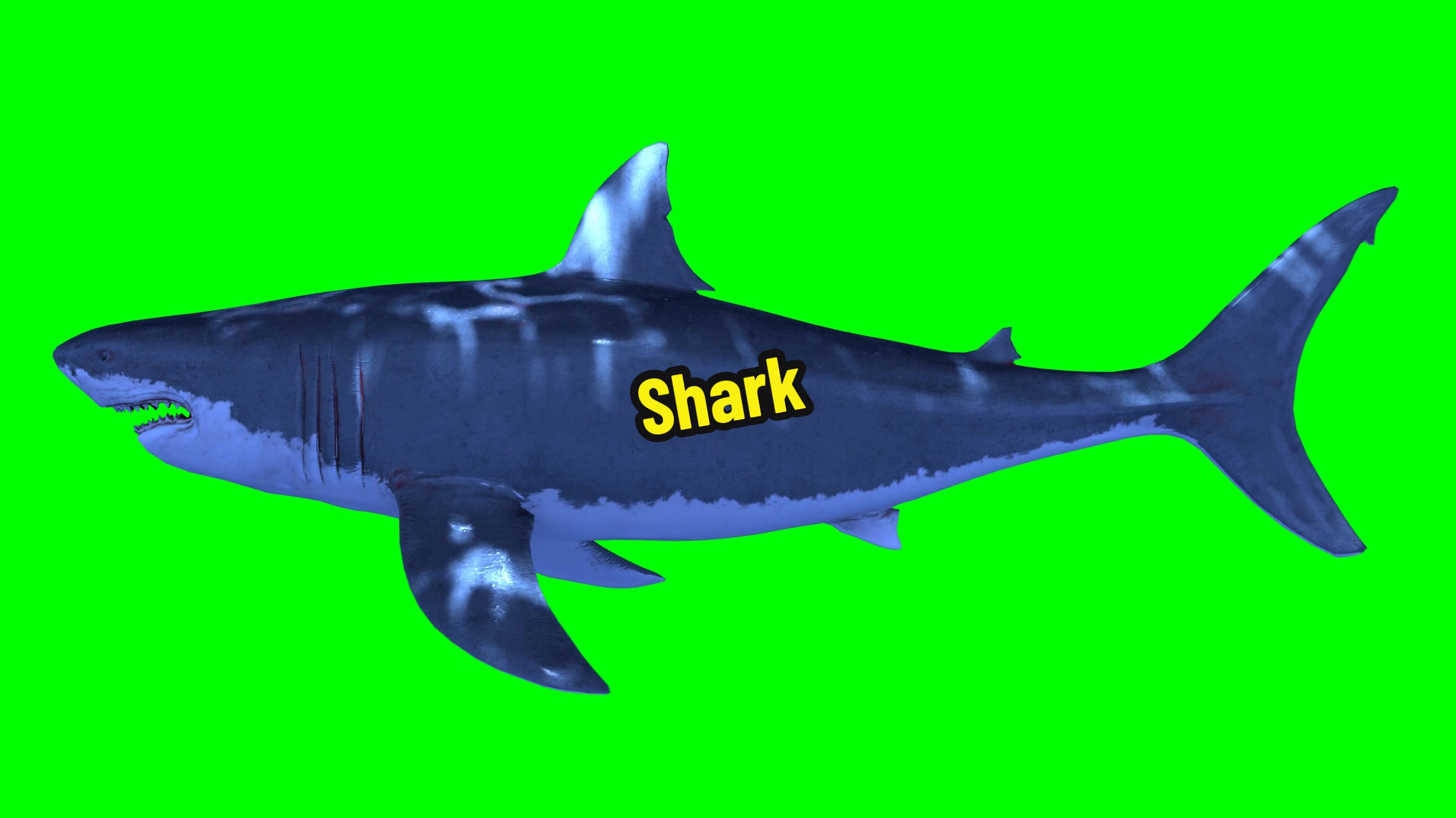 Shark Green screen videos. Green Screen | wolveyesgaming (@wolveyesgaming)