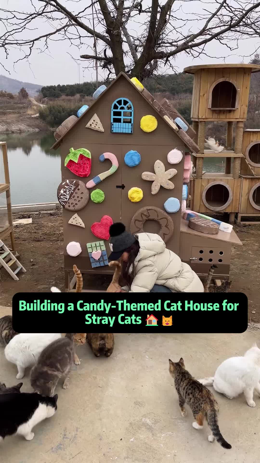 Building a Candy-Themed Cat House for | Stray Cat Talkz (@straycattalk)