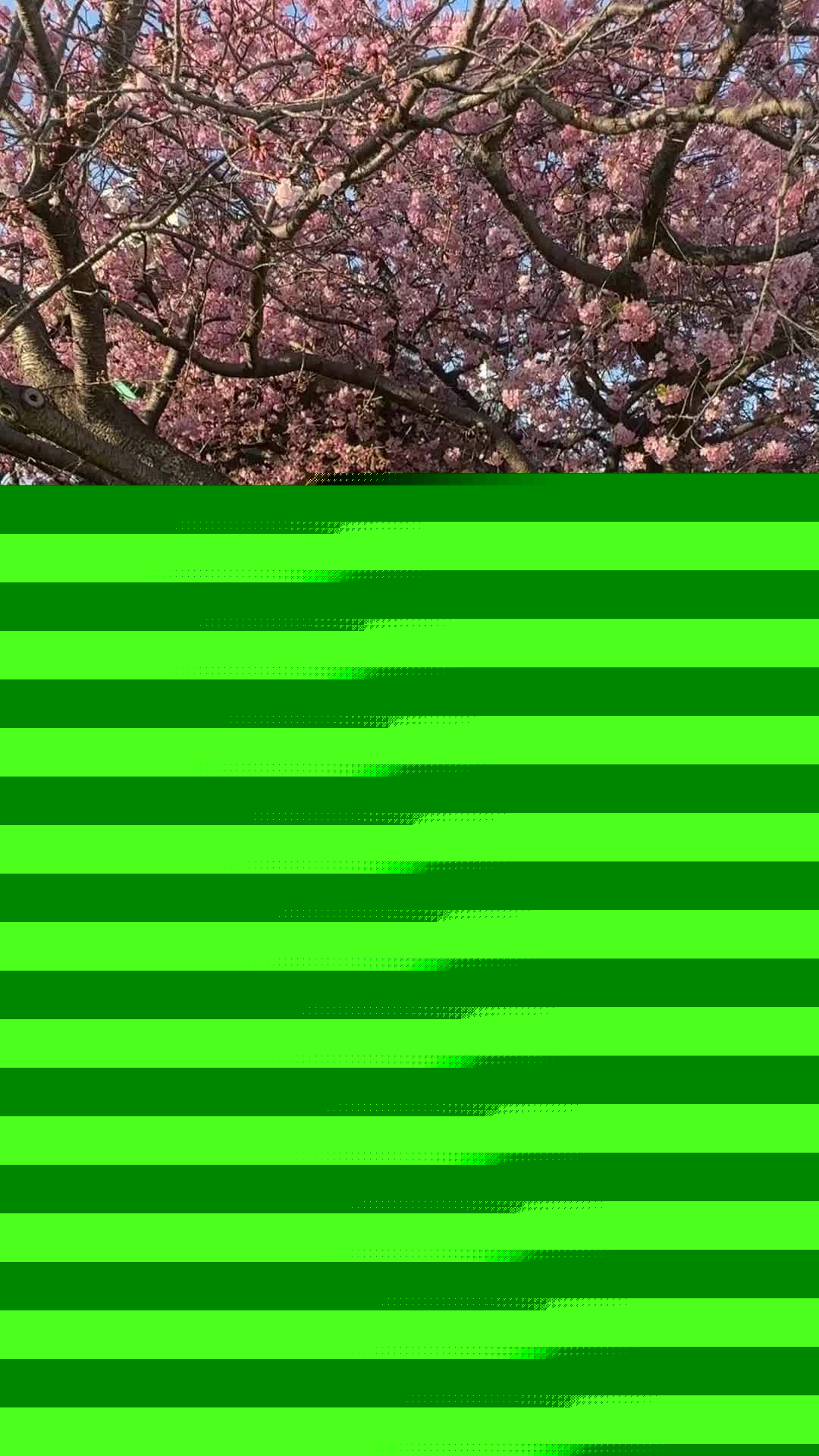 #spring 2025 japan spring japan 2025 | Joshen Balingbing (@joshen ...