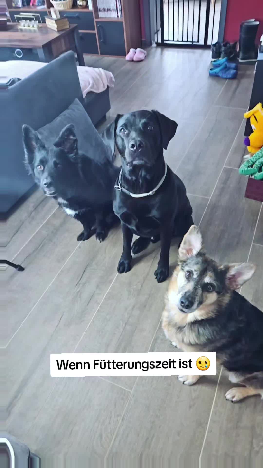 Lin ♡ (@die_mit_den_hunden) - Urlebird