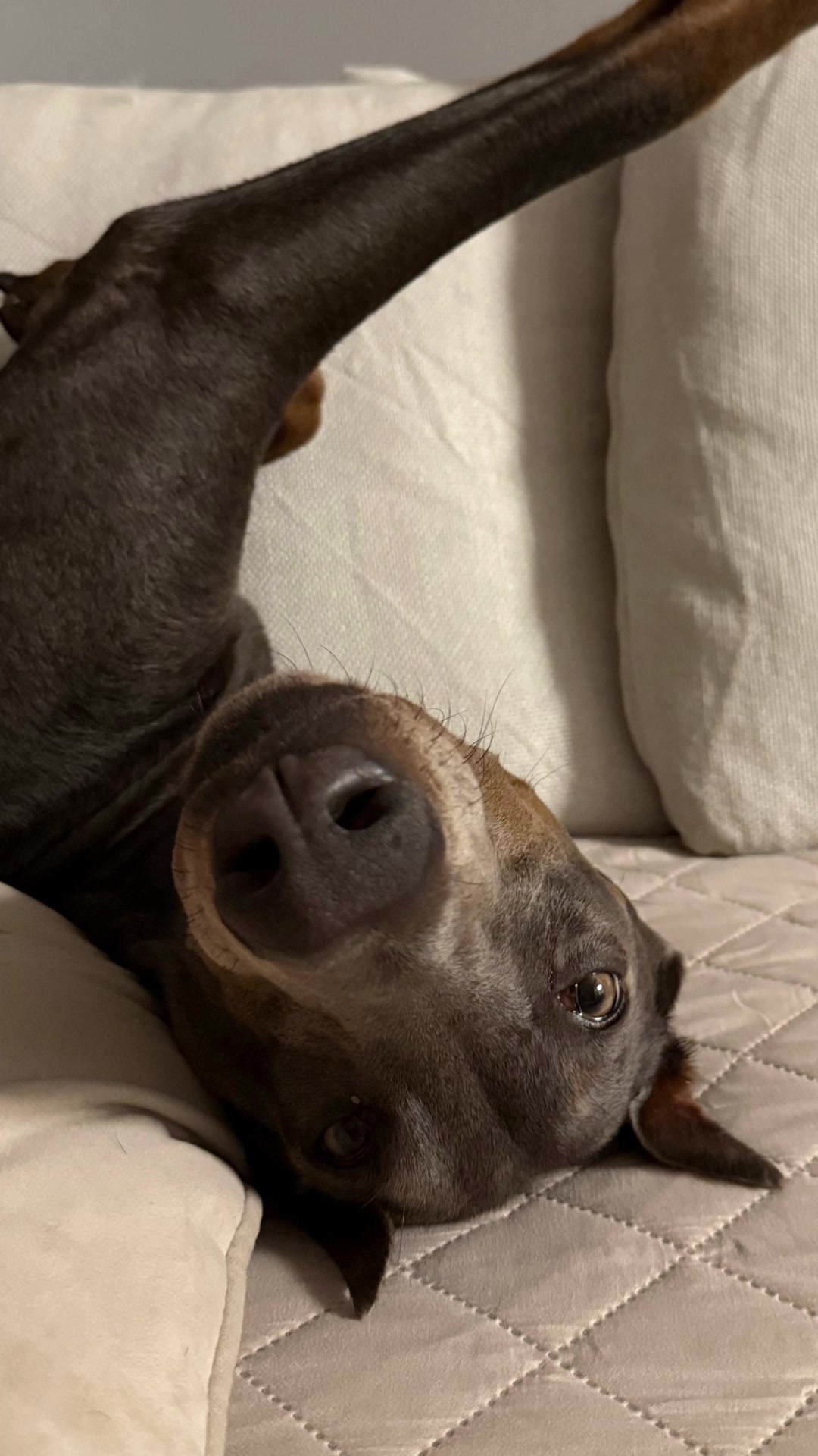 Alexya Sánchez 🍓 (@bbyalexya2.0) - Urlebird