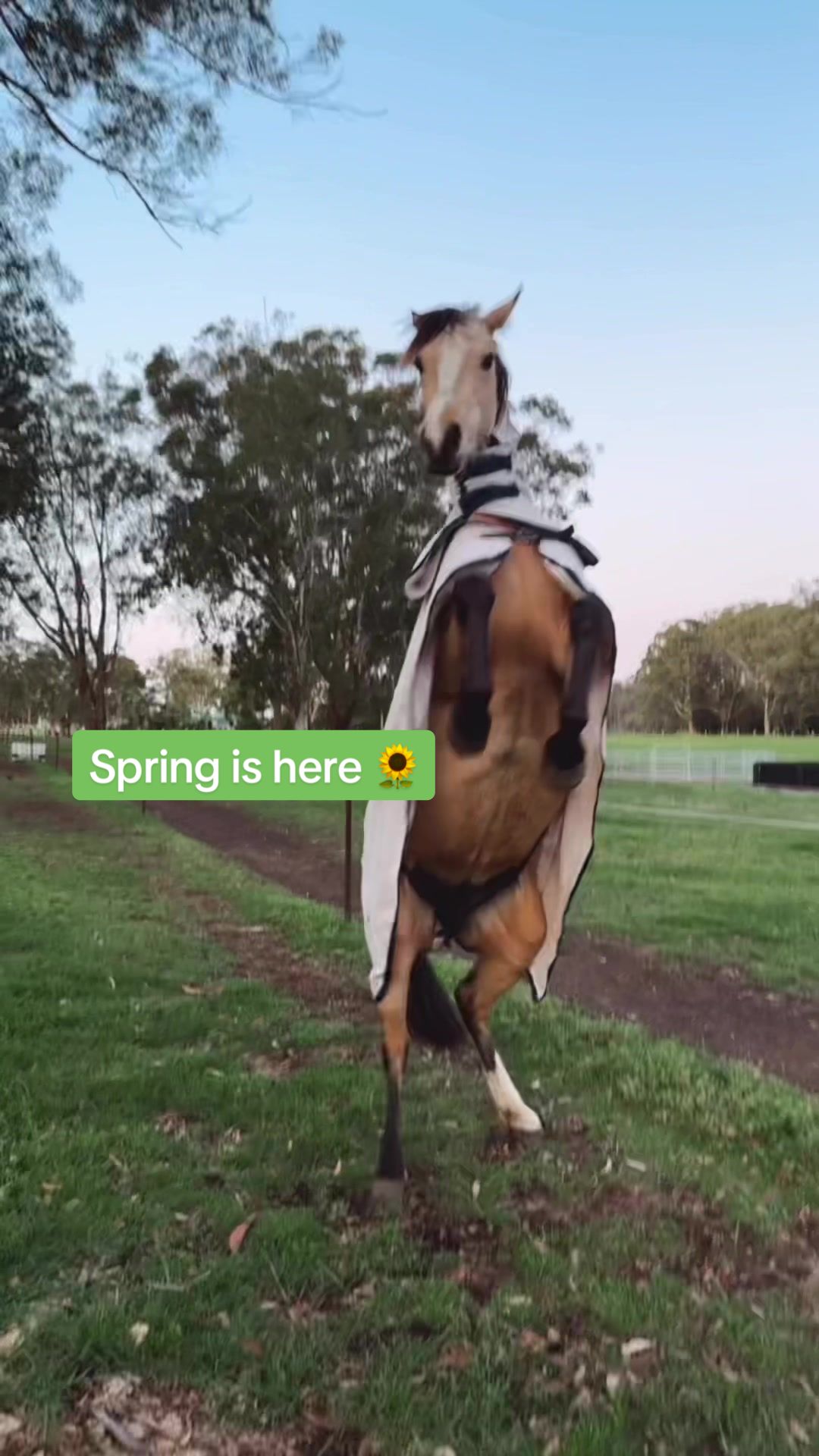 AMY MADDIE (@amymaddieequestrian) - Urlebird