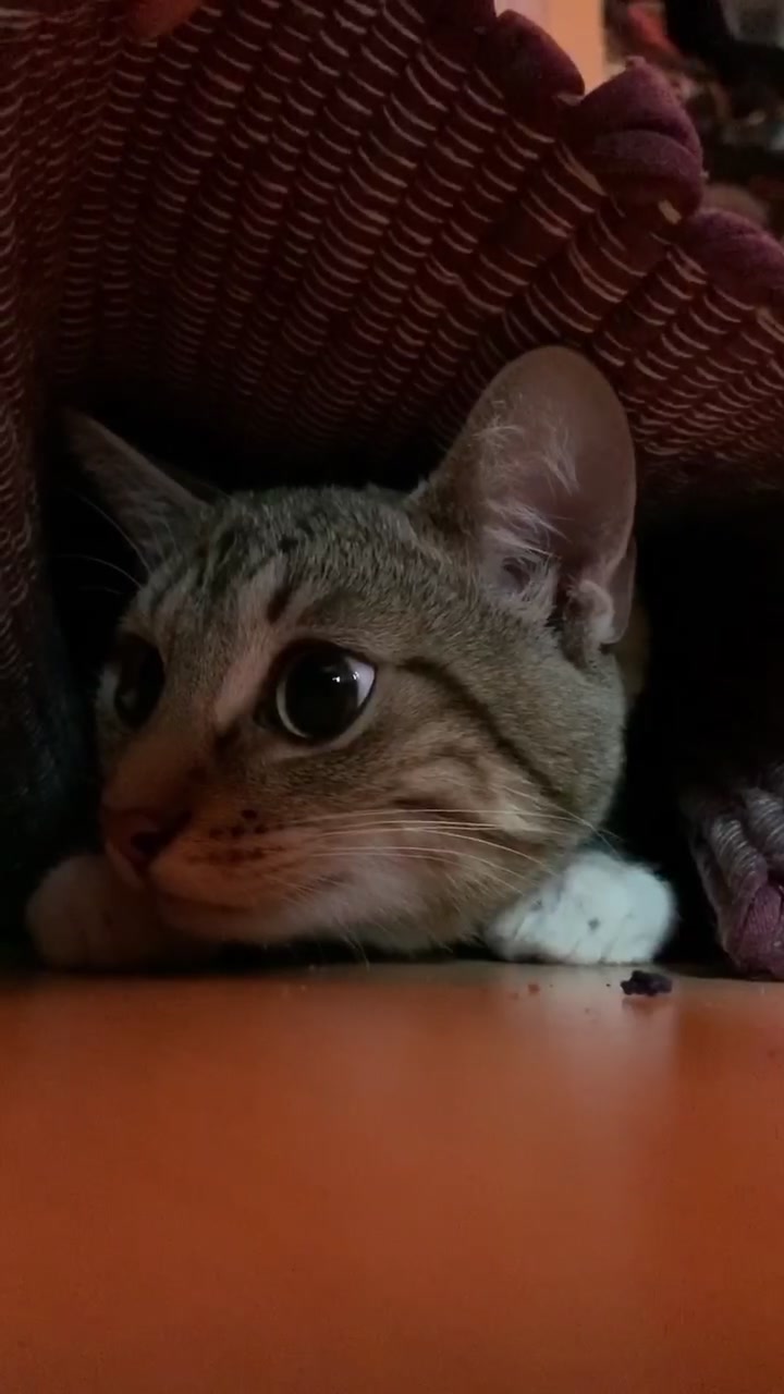 #hrhrhr - TikTok Hashtag