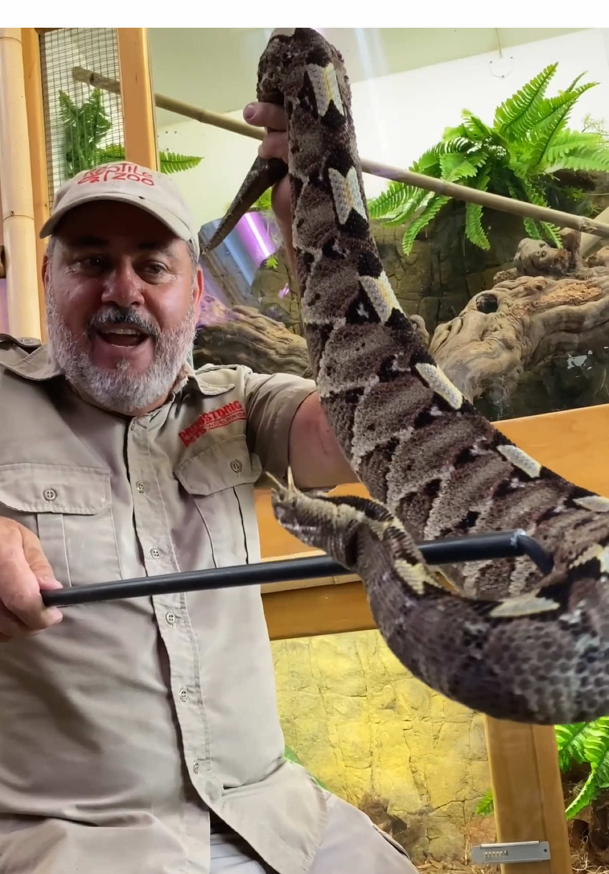 Check out the stunning Rhino Viper | Jay Prehistoric Pets (@jayprehistoricpets)