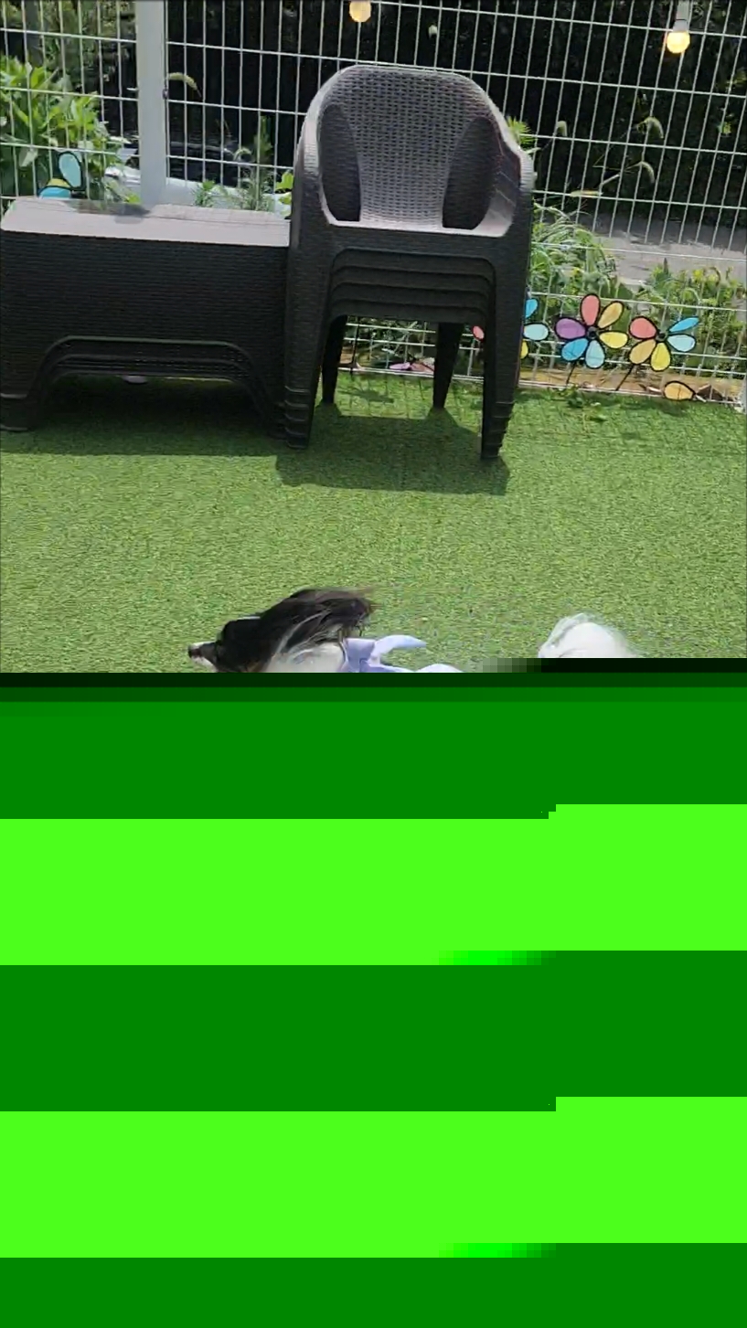 애카 가서 신나는 뛰뛰 ️ 에너지 풀 파워 | 홍토르임니다 ️ (@superpuppy_thor)