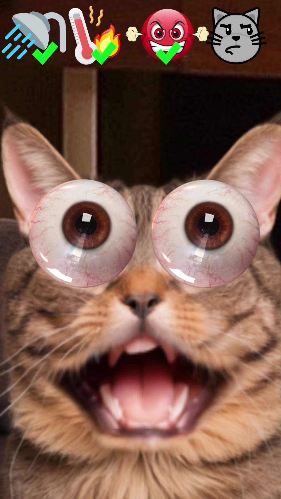 Tom sings cat ruined grandpa shower | Tom Sings (@tomsings_)