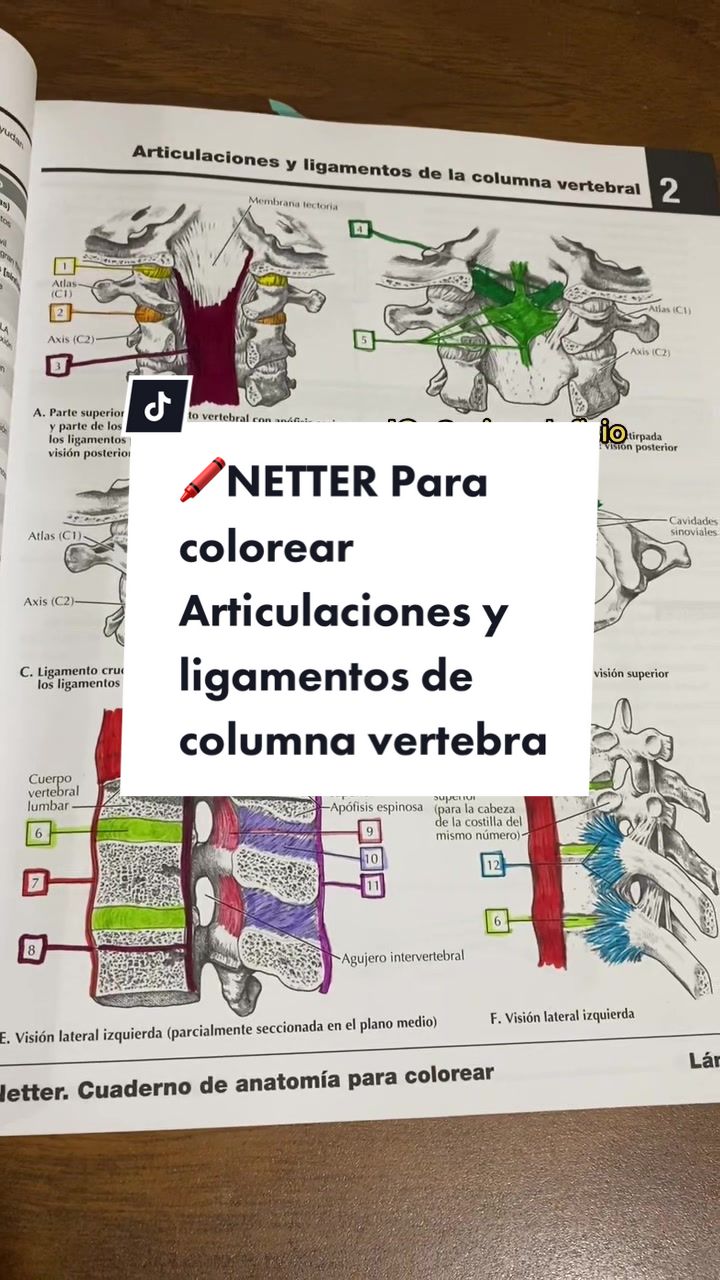 🖍 Netter para colorear, Lamina 2-9 | Miranda Fisioterapia Blog (@mirandafisio)