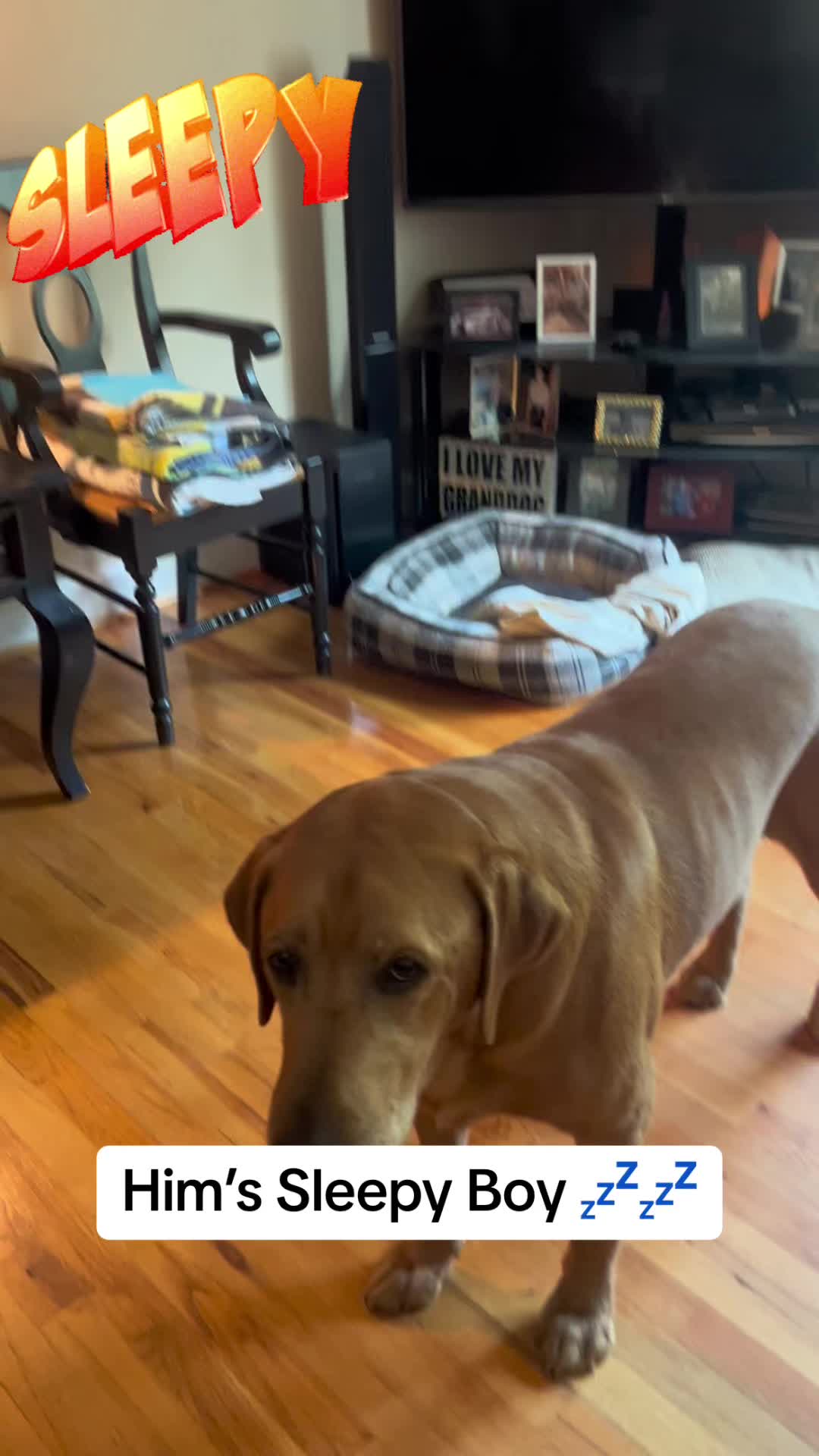 Look how Patrick is sleeping. My tired | Talbott’s Fox Red Labs ...