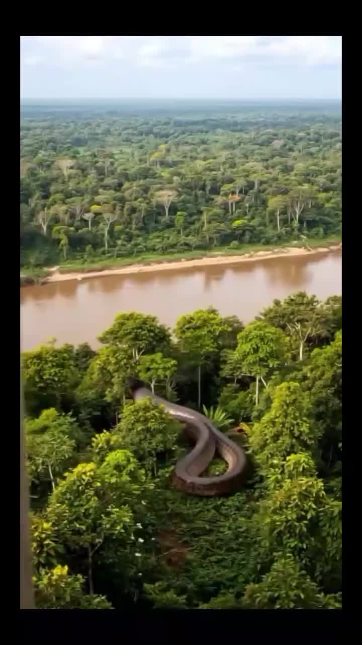 #viral_video Grabado la anaconda mas | Dime_nayroby💌 (@nachito_mor)