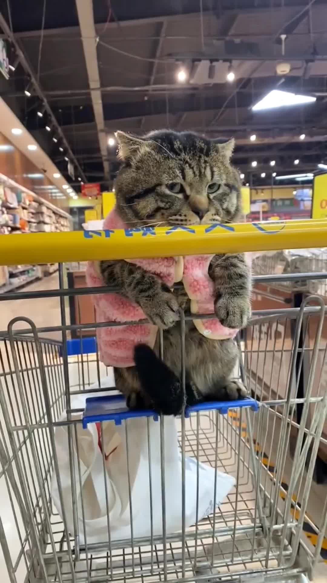 Molly Farm (@mollyfarm) - Urlebird