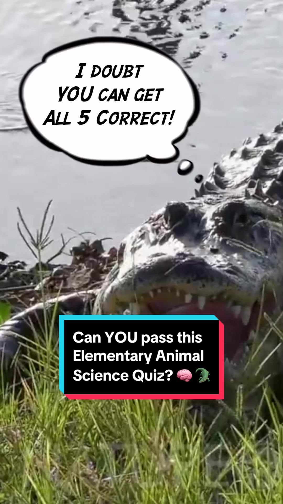 original sound - alligatorbundy - ALLIGATOR BUNDY | Florida Man ...