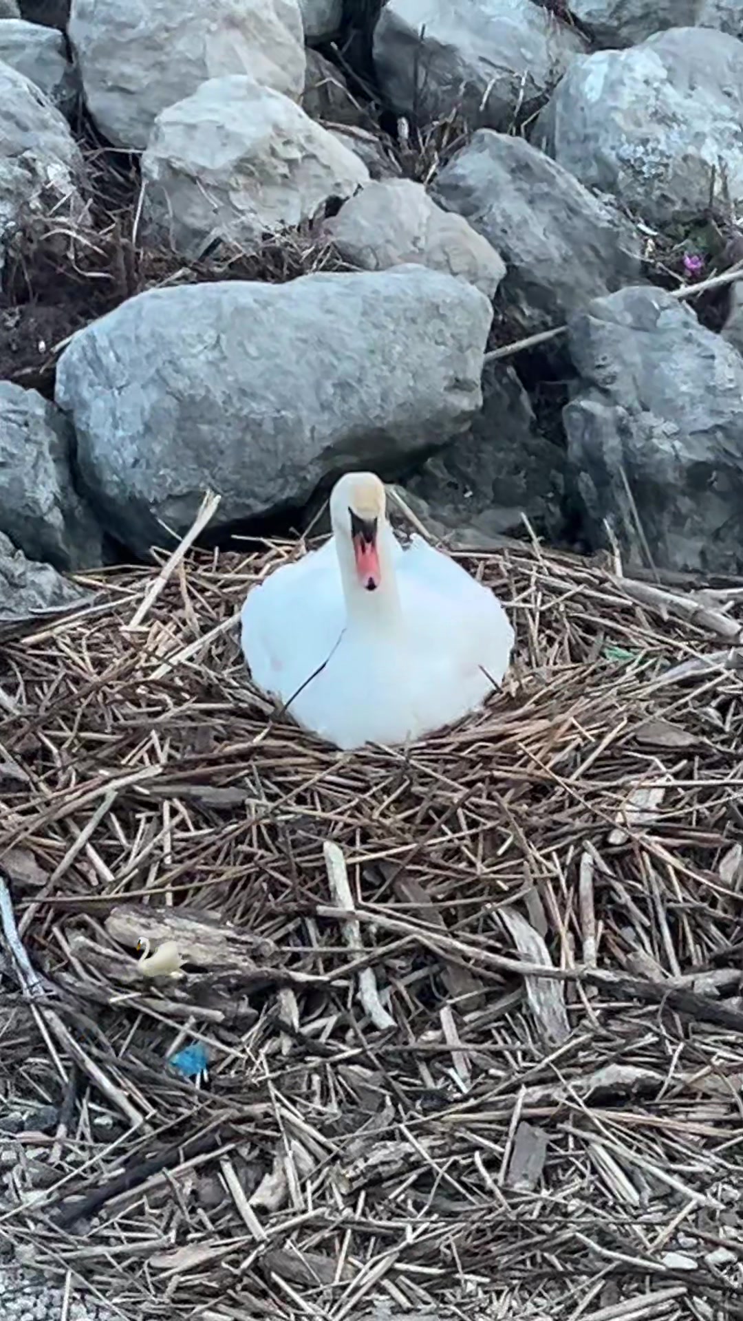 unoangryone (@unoangryone) - Urlebird