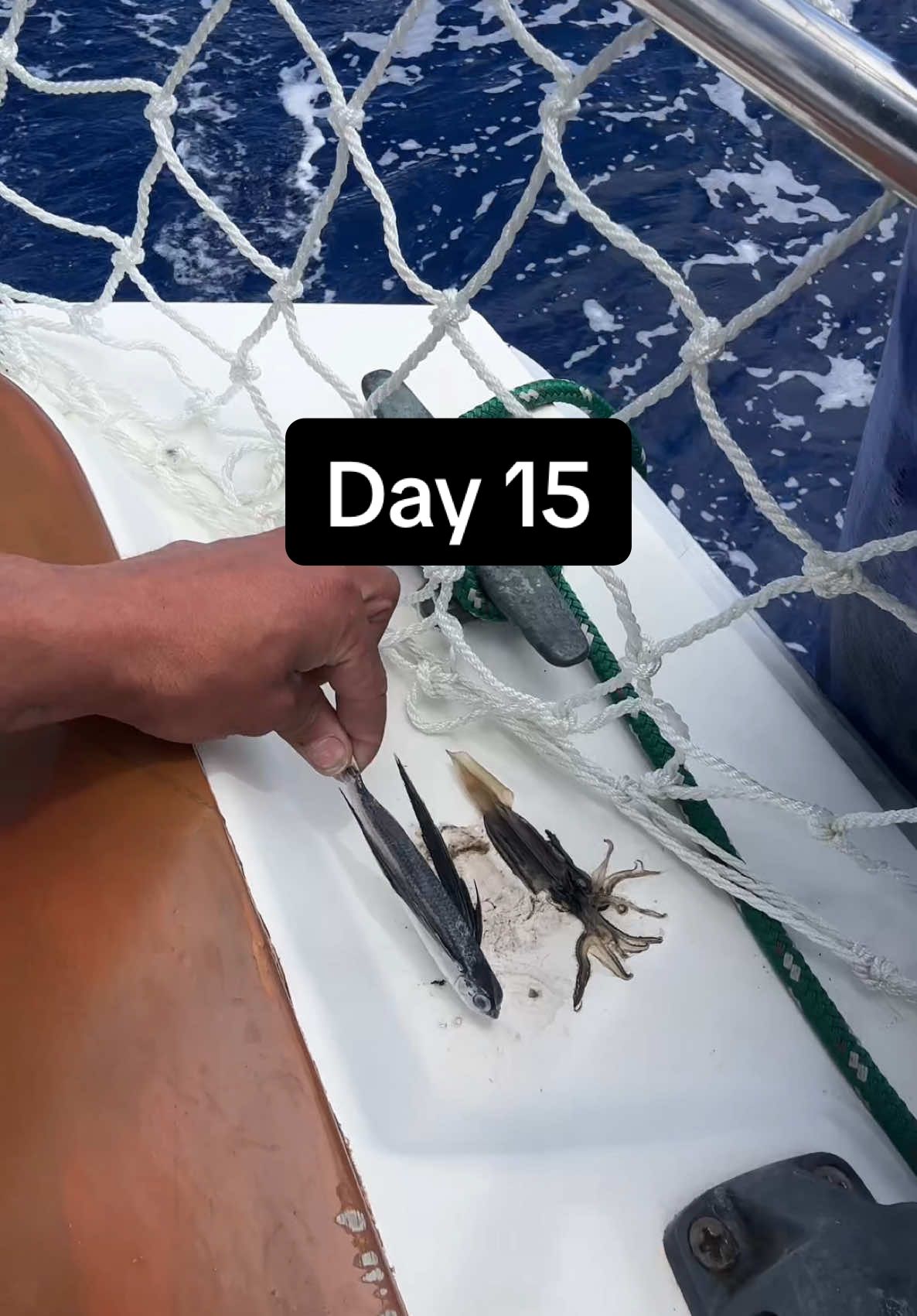 sailing_with_phoenix (@sailing_with_phoenix) - Urlebird