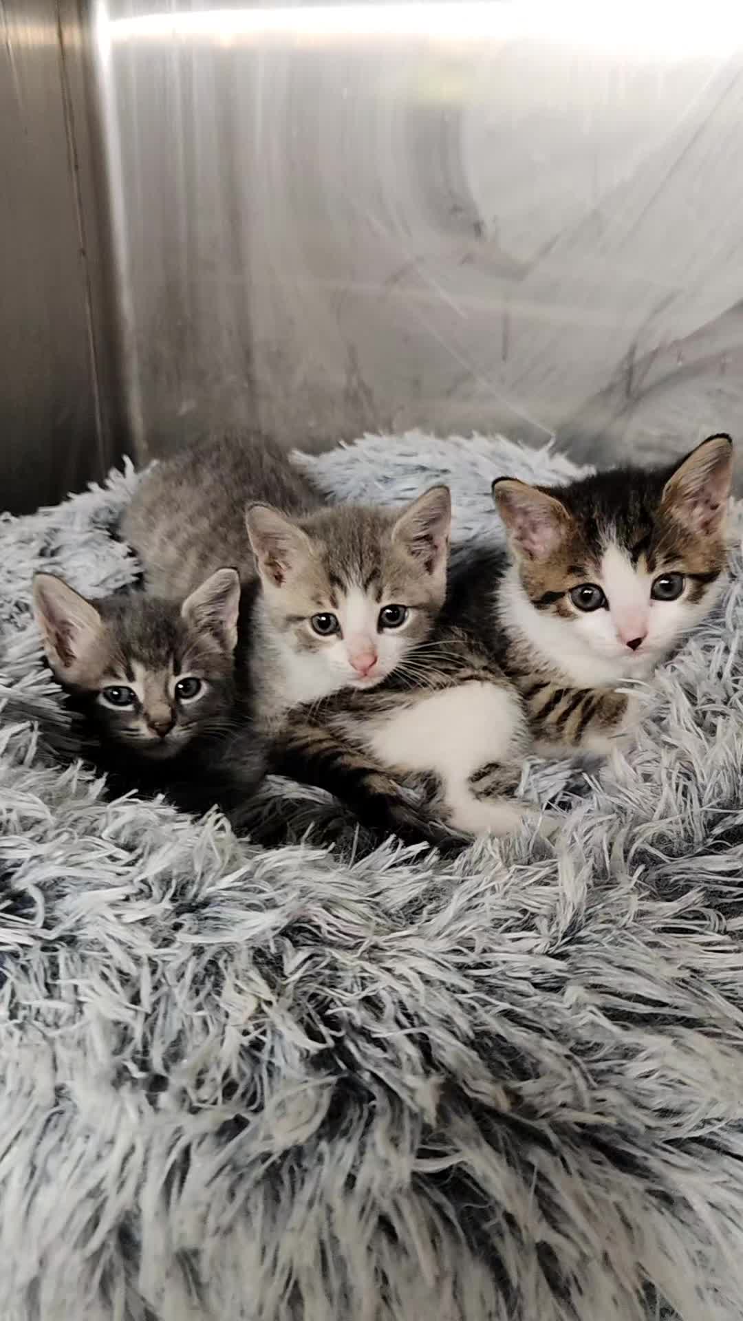 Mchongoano battle 3 .|Bob kichwangumu | Animation PGC (@animationpgc)