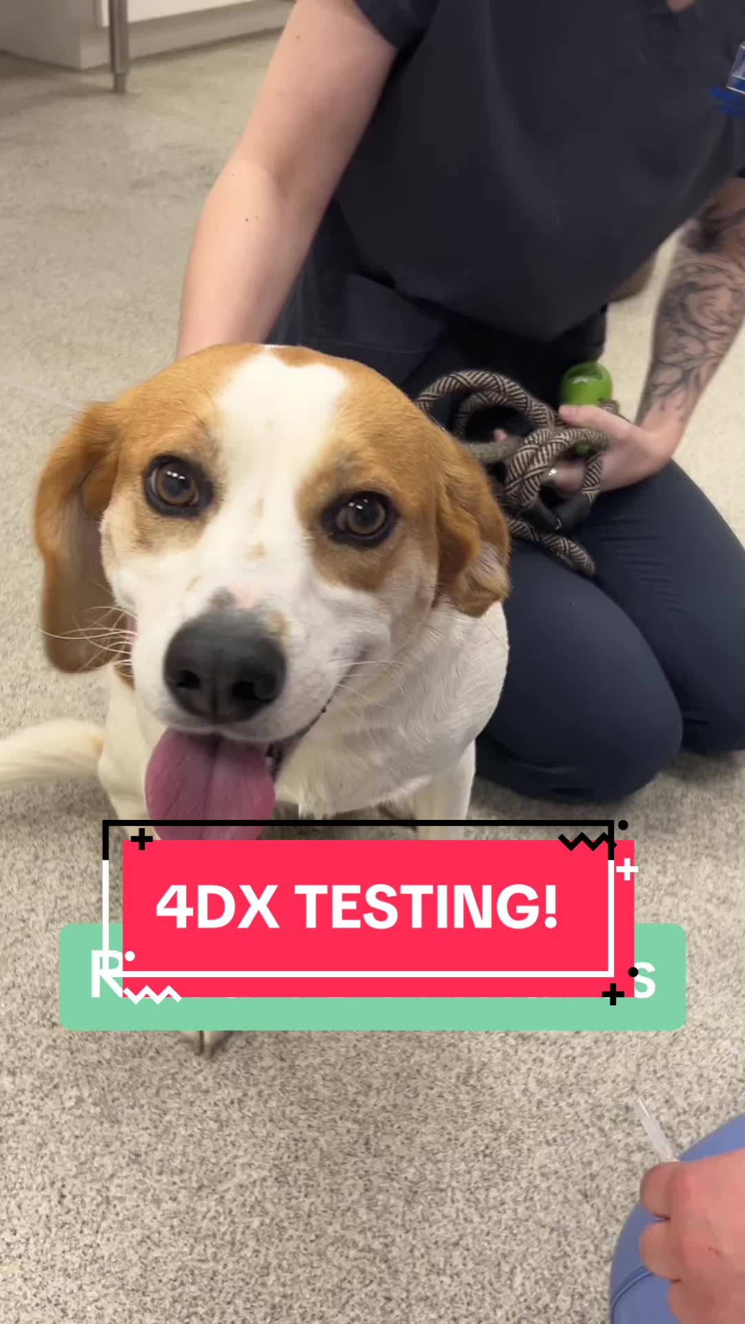 Perform a 4DX test with us! This tick | Meriden Animal Hospital ...