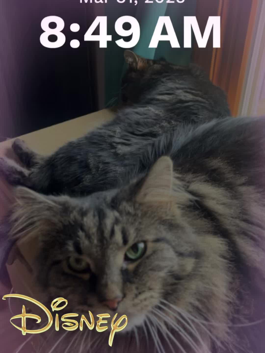 Louise Land 🤍 (@stacy_dollahan) - Urlebird