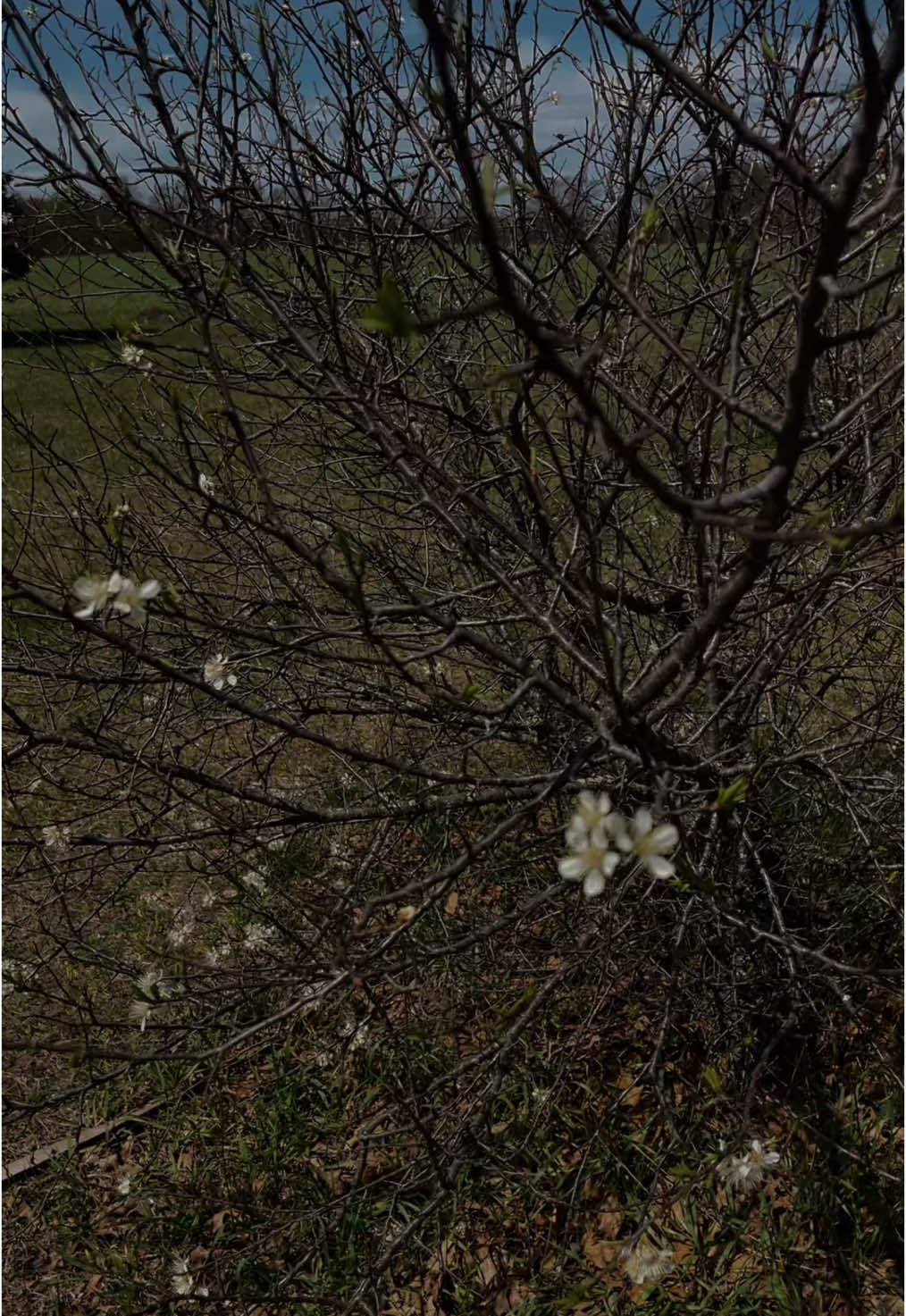 Louise Land 🤍 (@stacy_dollahan) - Urlebird