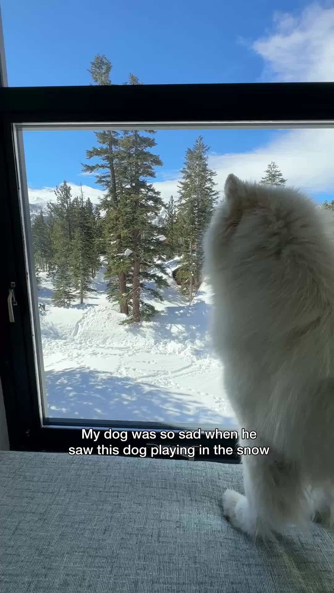 Every dog deserves a snow day like this | Charishma + Boomer (@life ...