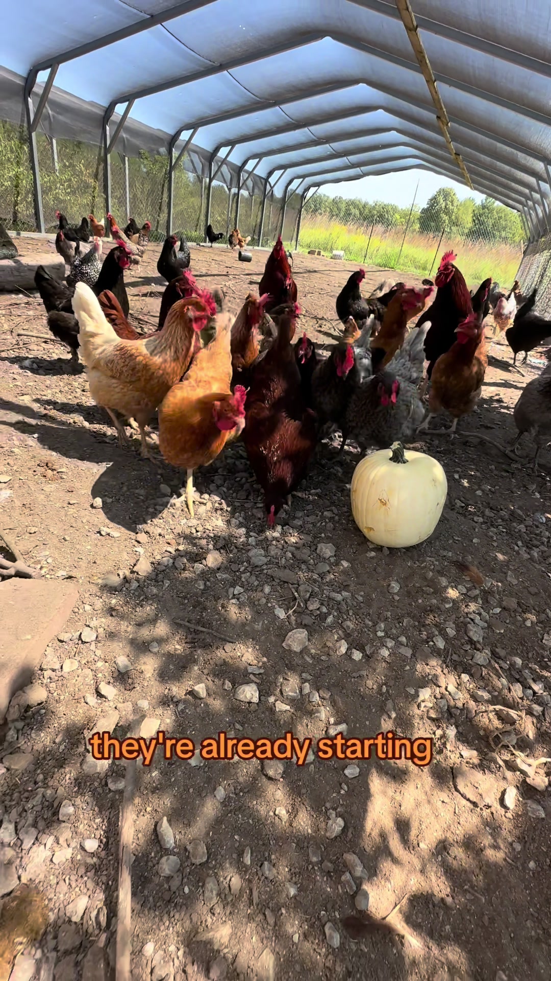Chicken pumpkin carving challenge | Britt_jill_ (@britt_jill_)