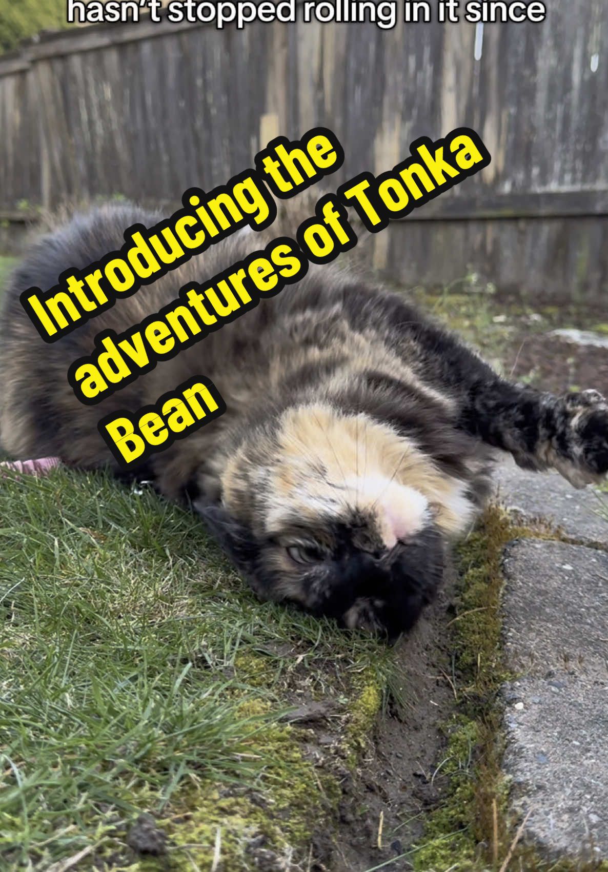 Mejgiey (@mejgieyrose) - Urlebird