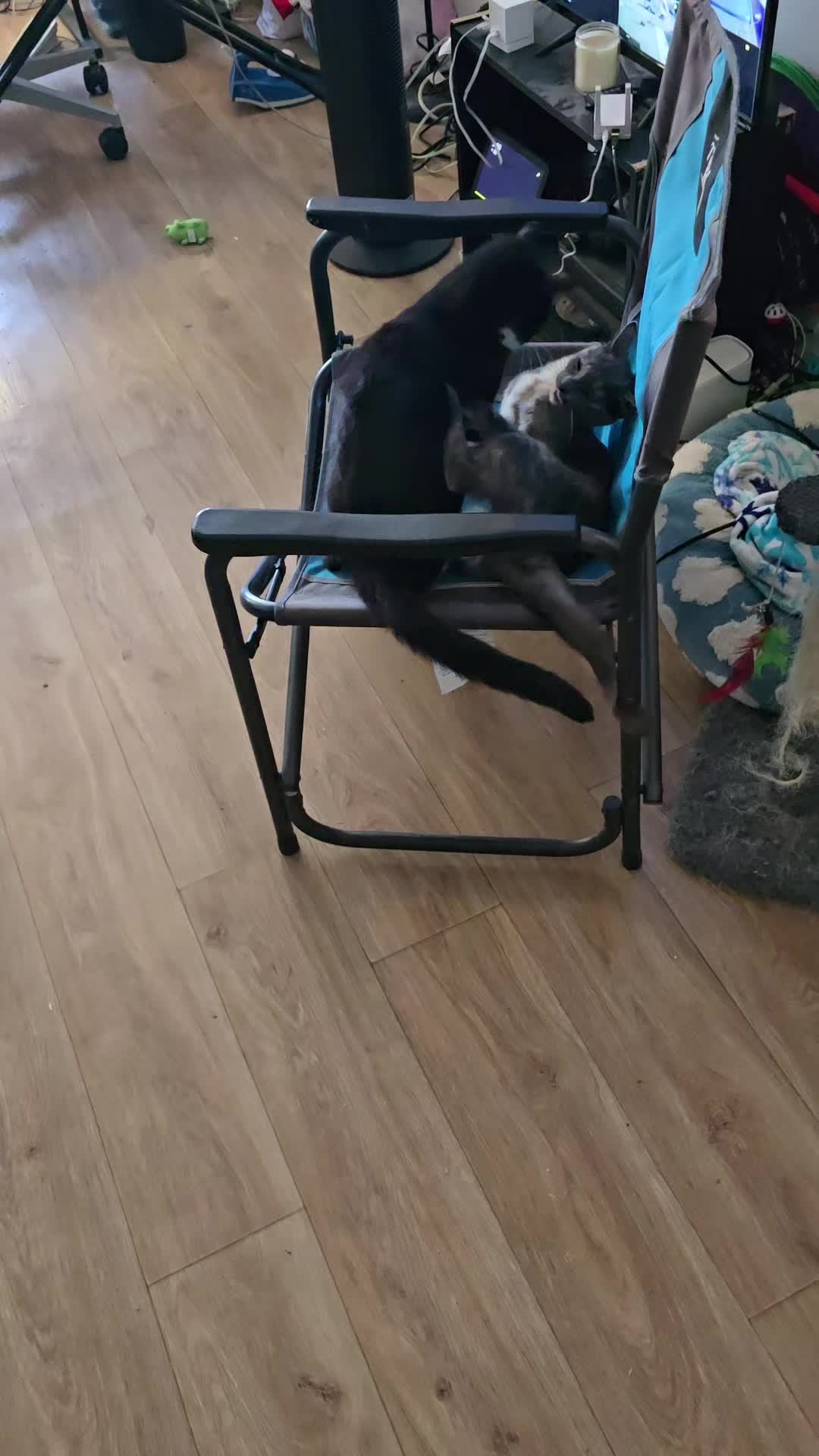 Game on? | Bella Gallops (@bellahavingmorefun)