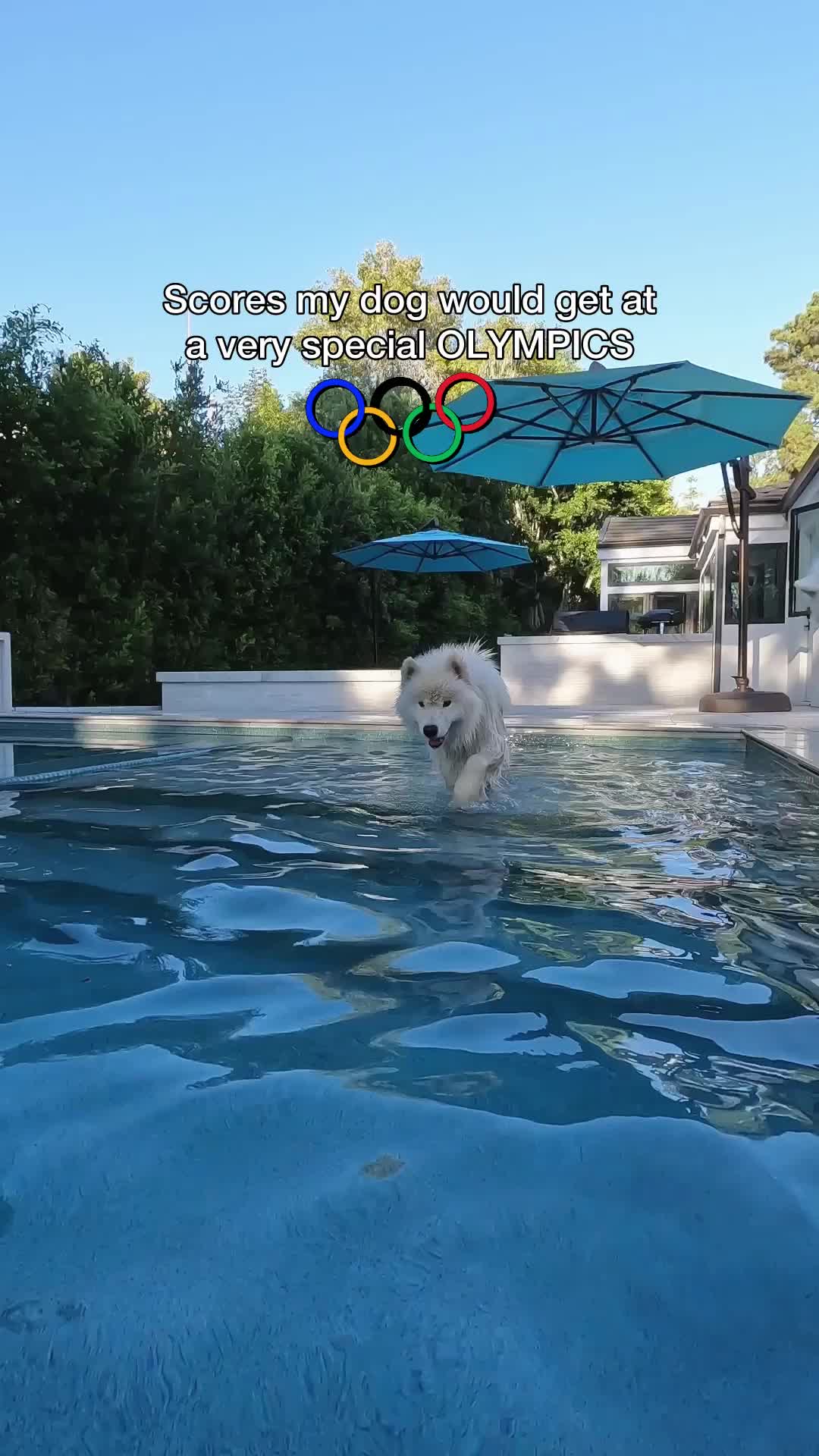 What would he take home the gold for | Charishma + Boomer (@life.with.a ...