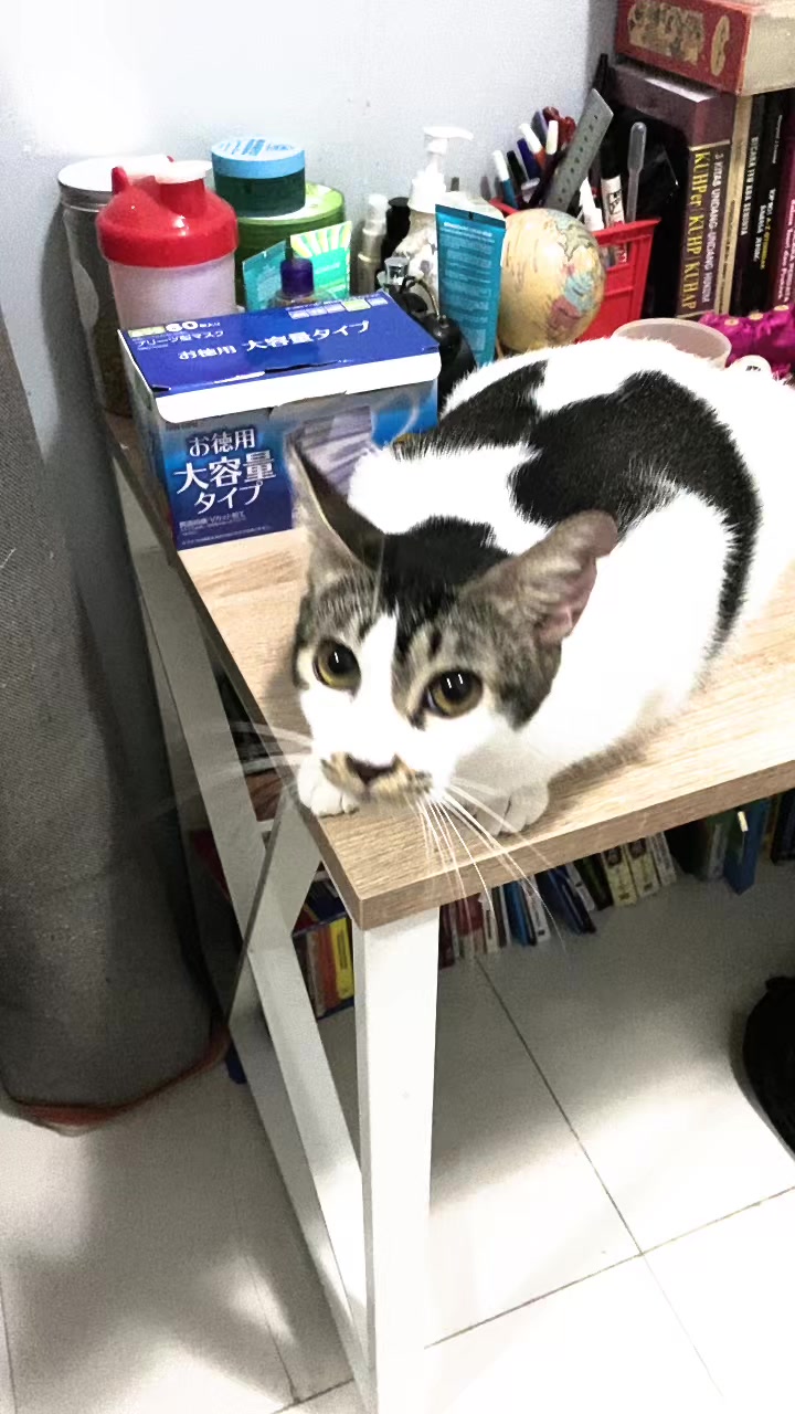 Chipi Chipi Chapa Chapa #cat #cats | SHIOUSHOP (@shioumeow)