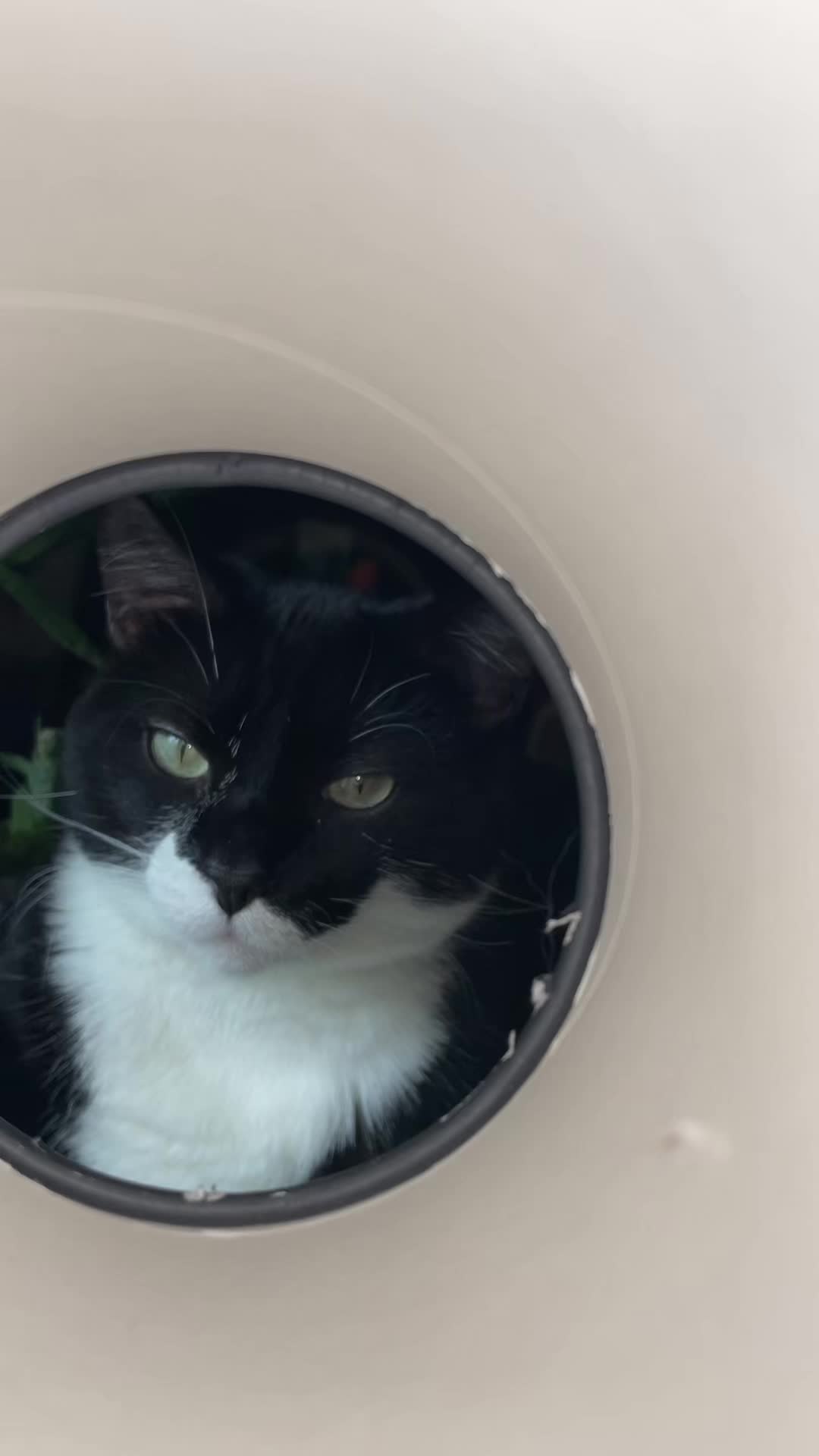 Another one of Willow 🫶🏼💚 #catsoftiktok | ʟʏᴅɪᴀ 🦋 ᴀᴋᴀ ɢᴜᴍᴅʀᴏᴘ ɢᴏʙʟɪɴ ...
