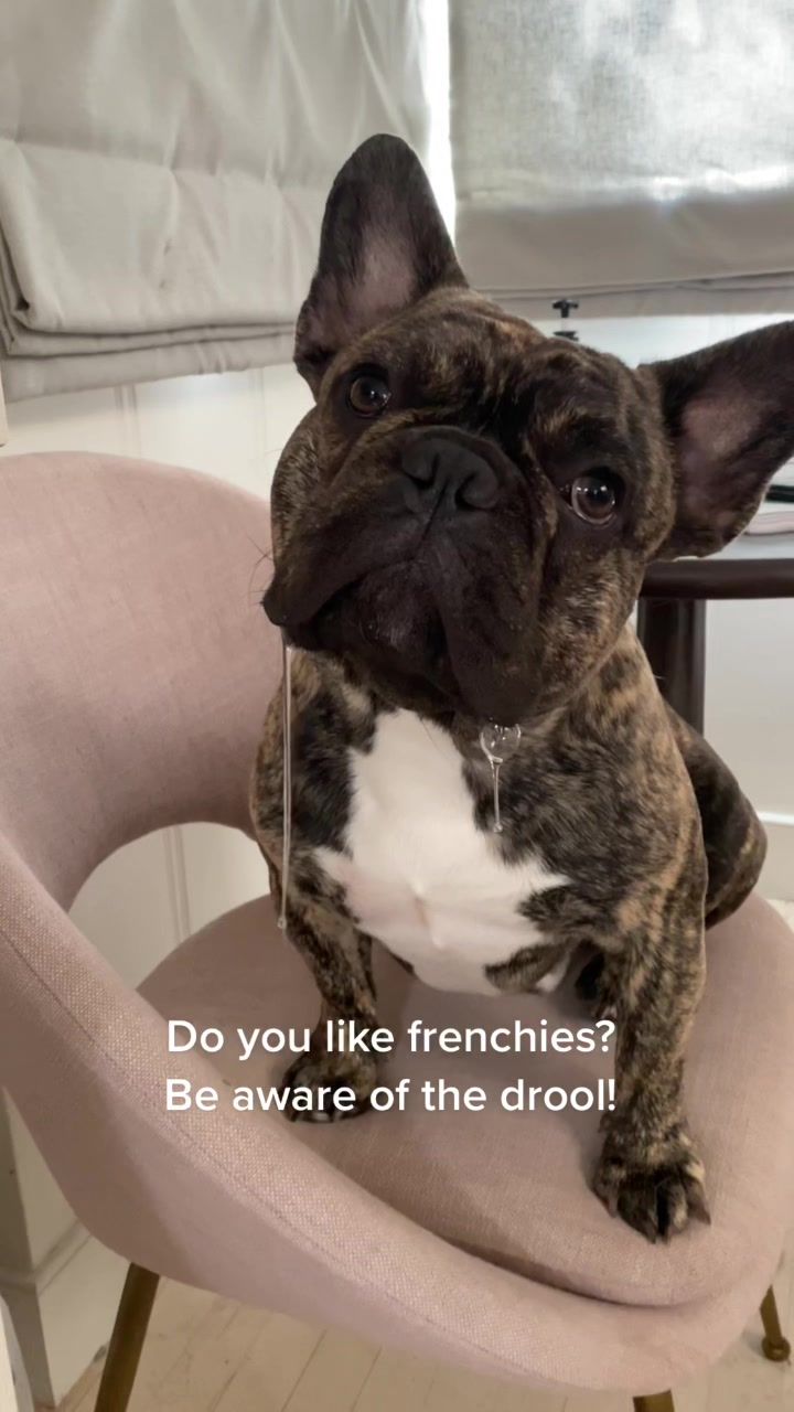 French bull dog drooling at his home in | Mister Banksy (@misterbanksy)