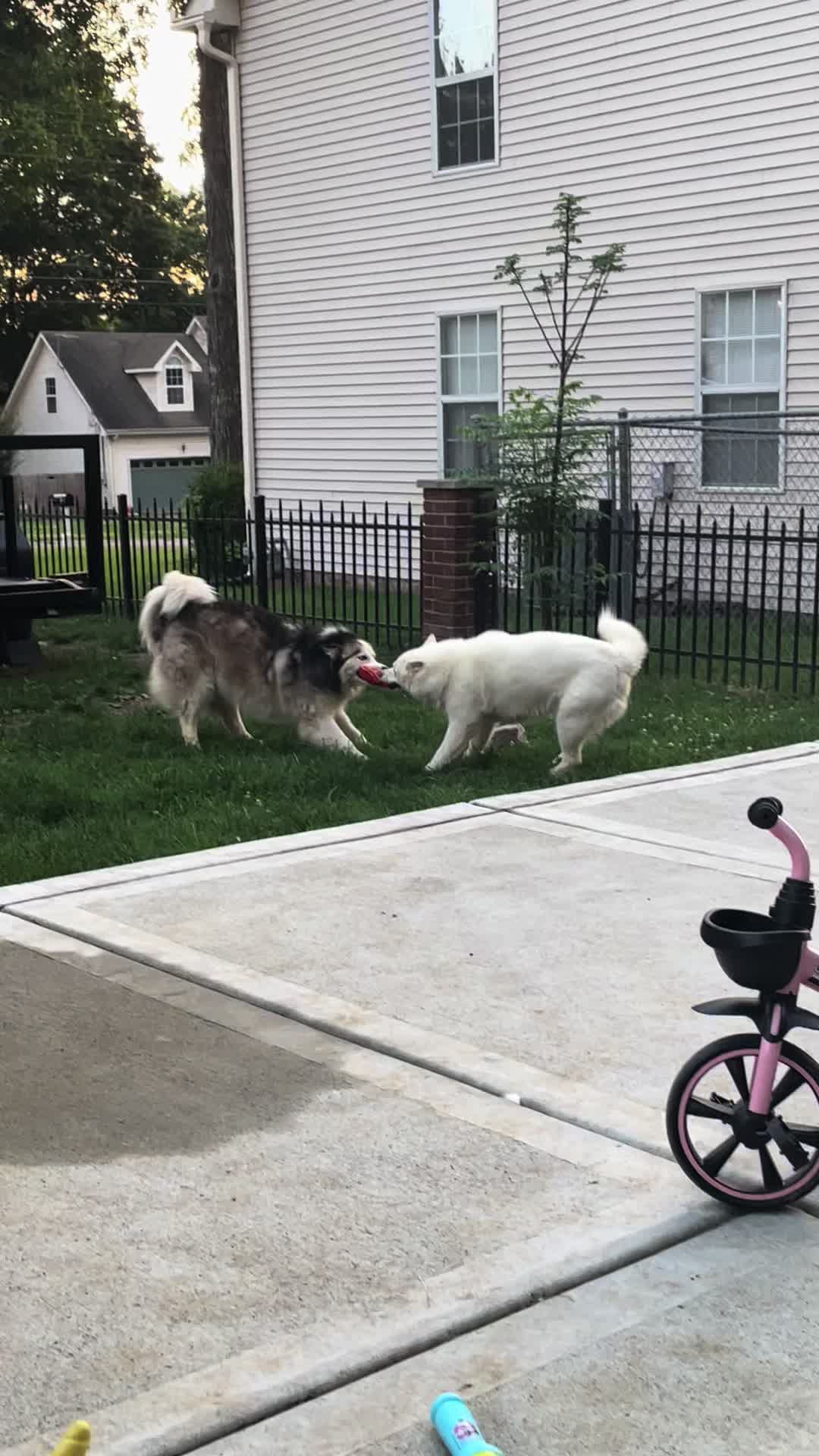 #verapilled #fyp #cyberthule | cyberthulean (@cyberthulean)