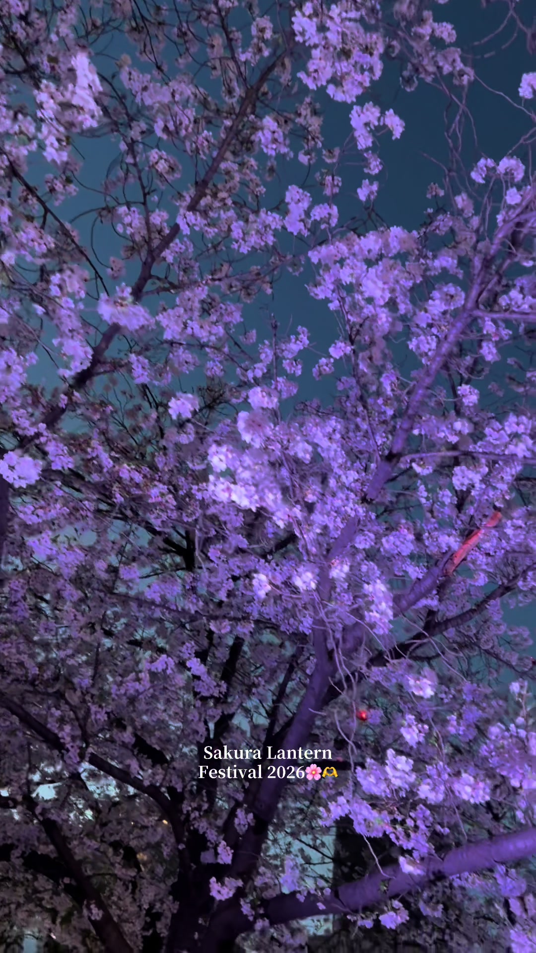 Sakura Lantern Festival 2026🌸 April 5 | Jane (@janettsu_)