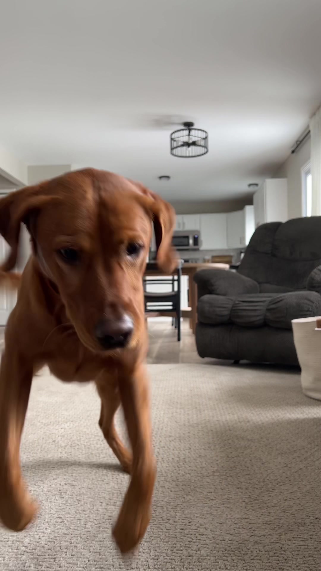He’s trying his hardest to keep up😂 | Red Lab Ricky (@redlabricky)