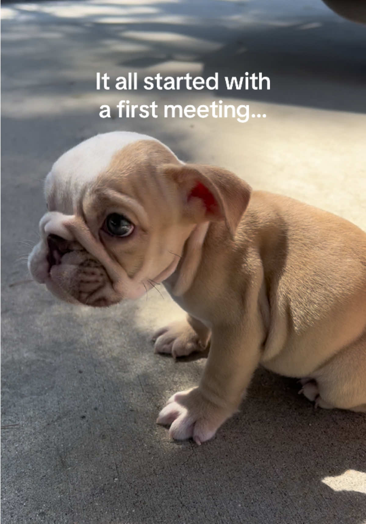 Vanlife mit Bestbuddy #chihuahua | Linda Lanu (@linda.lanu)