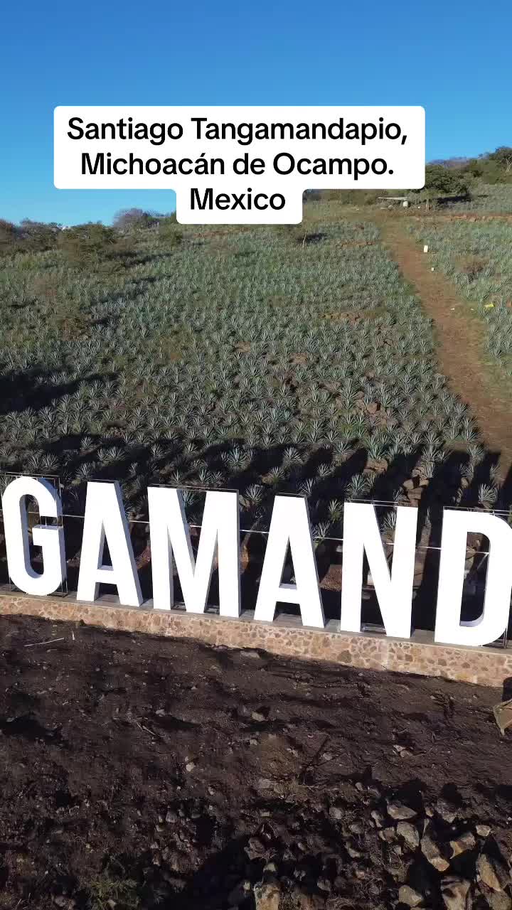 #tangamandapio - TikTok Hashtag