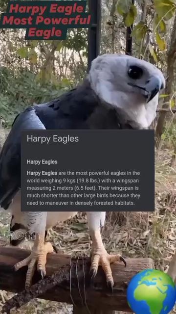 Harpy Eagle Are The Most Powerful | 🌿🦉🌿 (@kembe006)