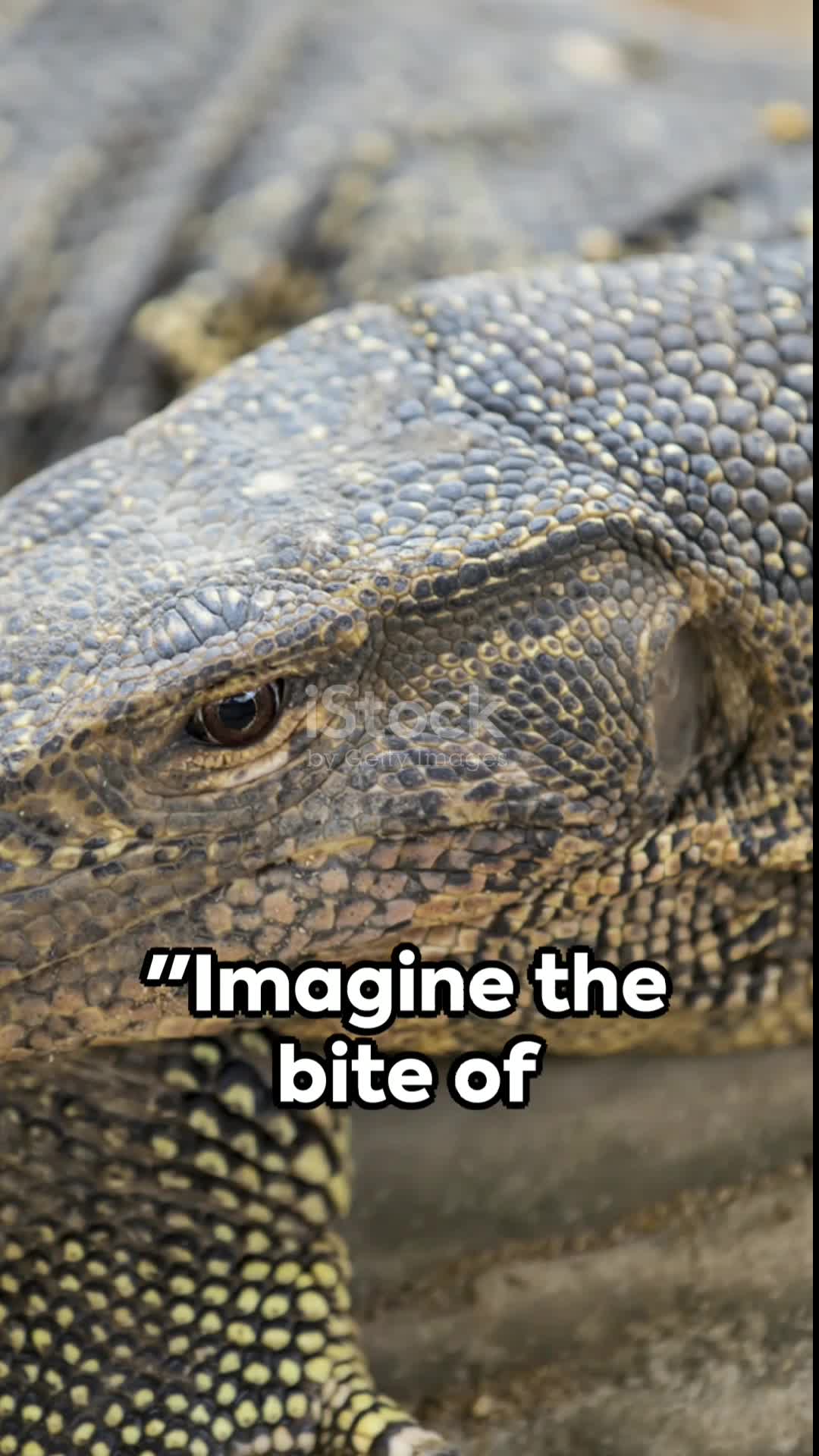 Monitor lizard bite:A Quick guide | KSY (@ksy7418)